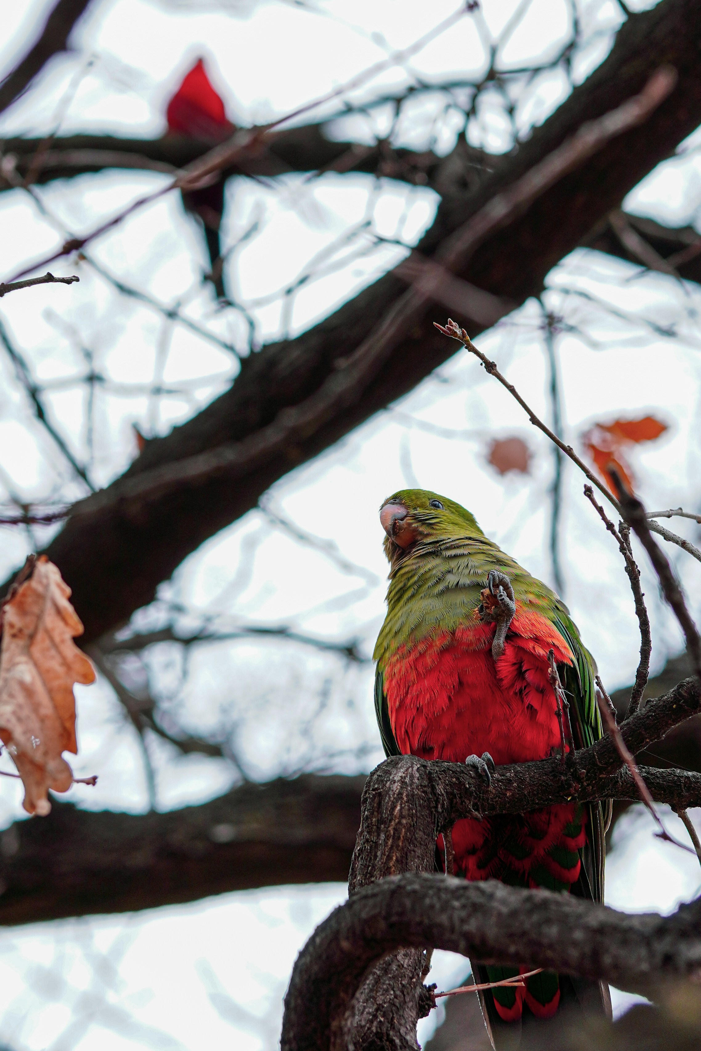 A red and green bird perched on a tree branch photo – Free Australia ...