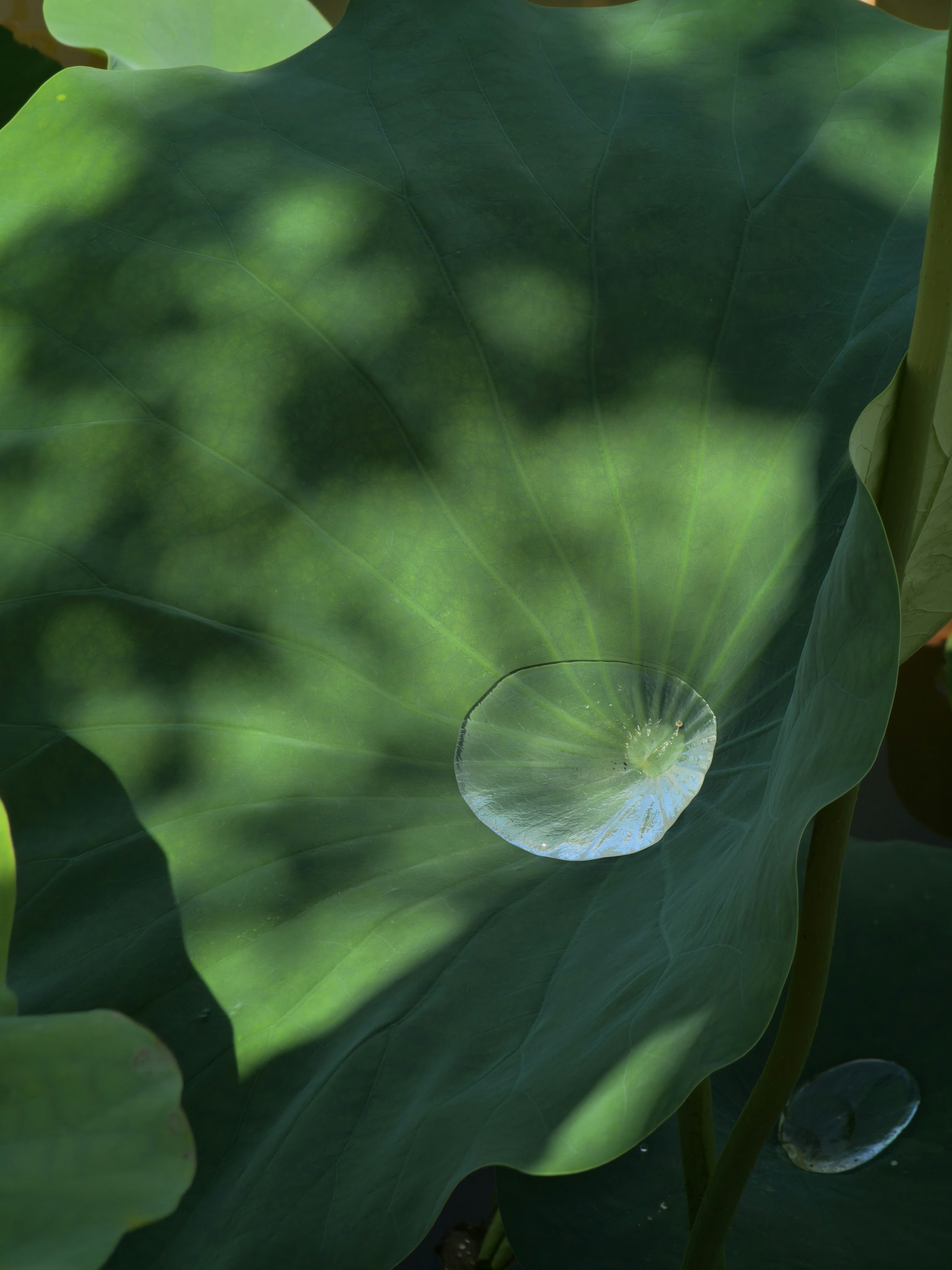 Photo by Wu Zhongyi with Oppo Find X7 Ultra