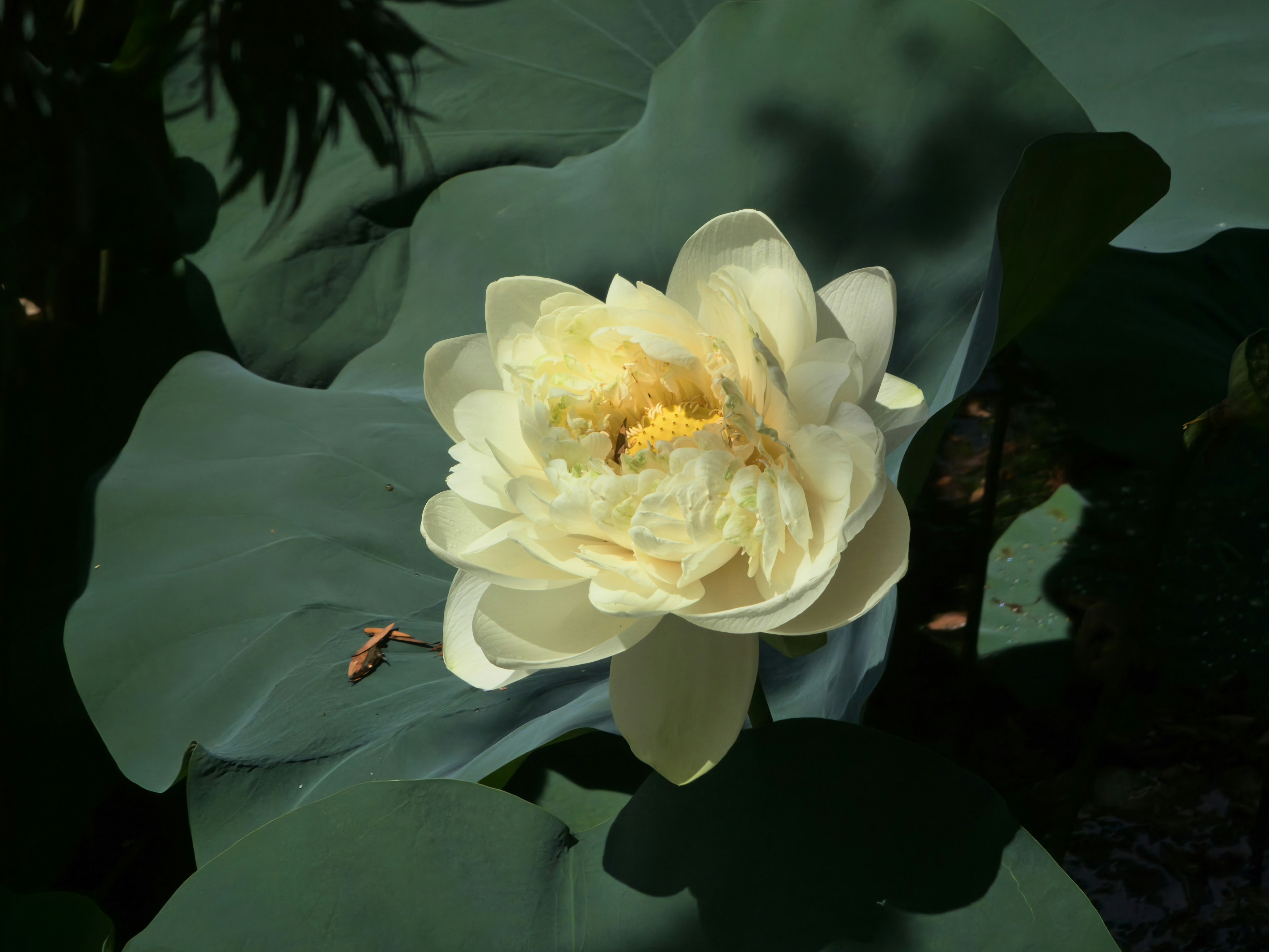 Photo by Wu Zhongyi with Oppo Find X7 Ultra