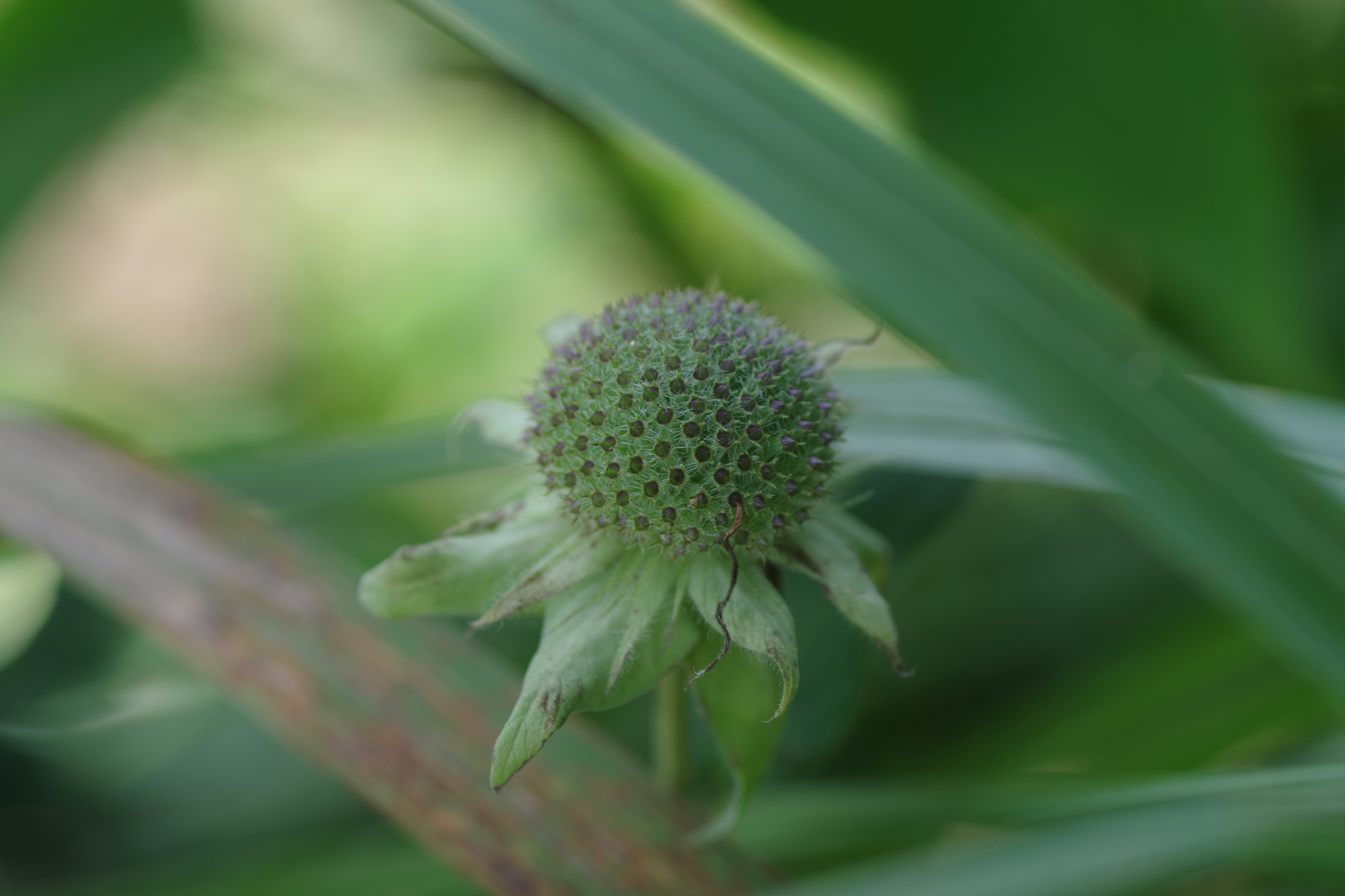 Emerald Crown: A Macro Portrait of a Green Seed Head