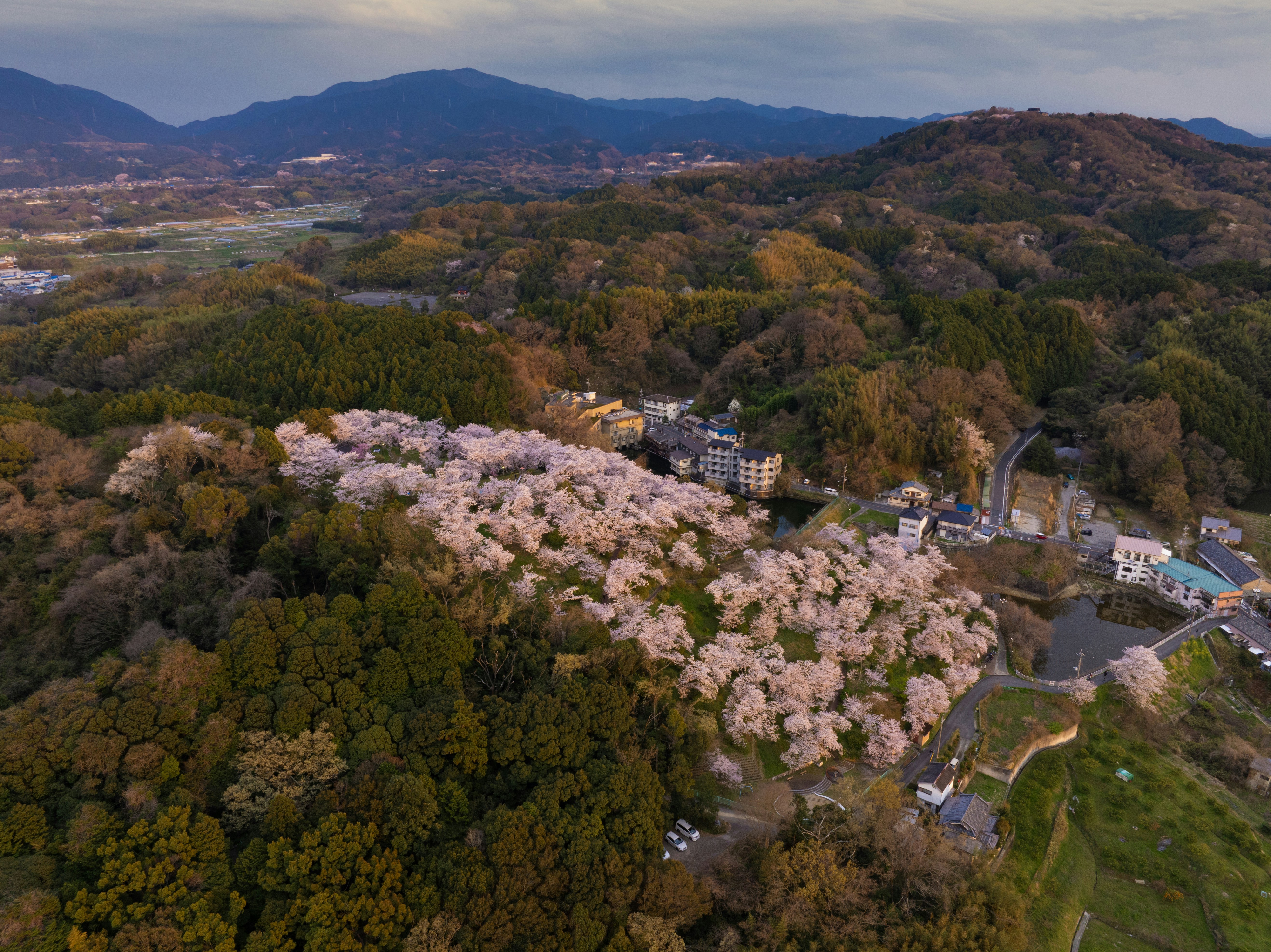 Cherry Blossom Canopy Overlook: Aerial Views of a Tranquil Temple Village