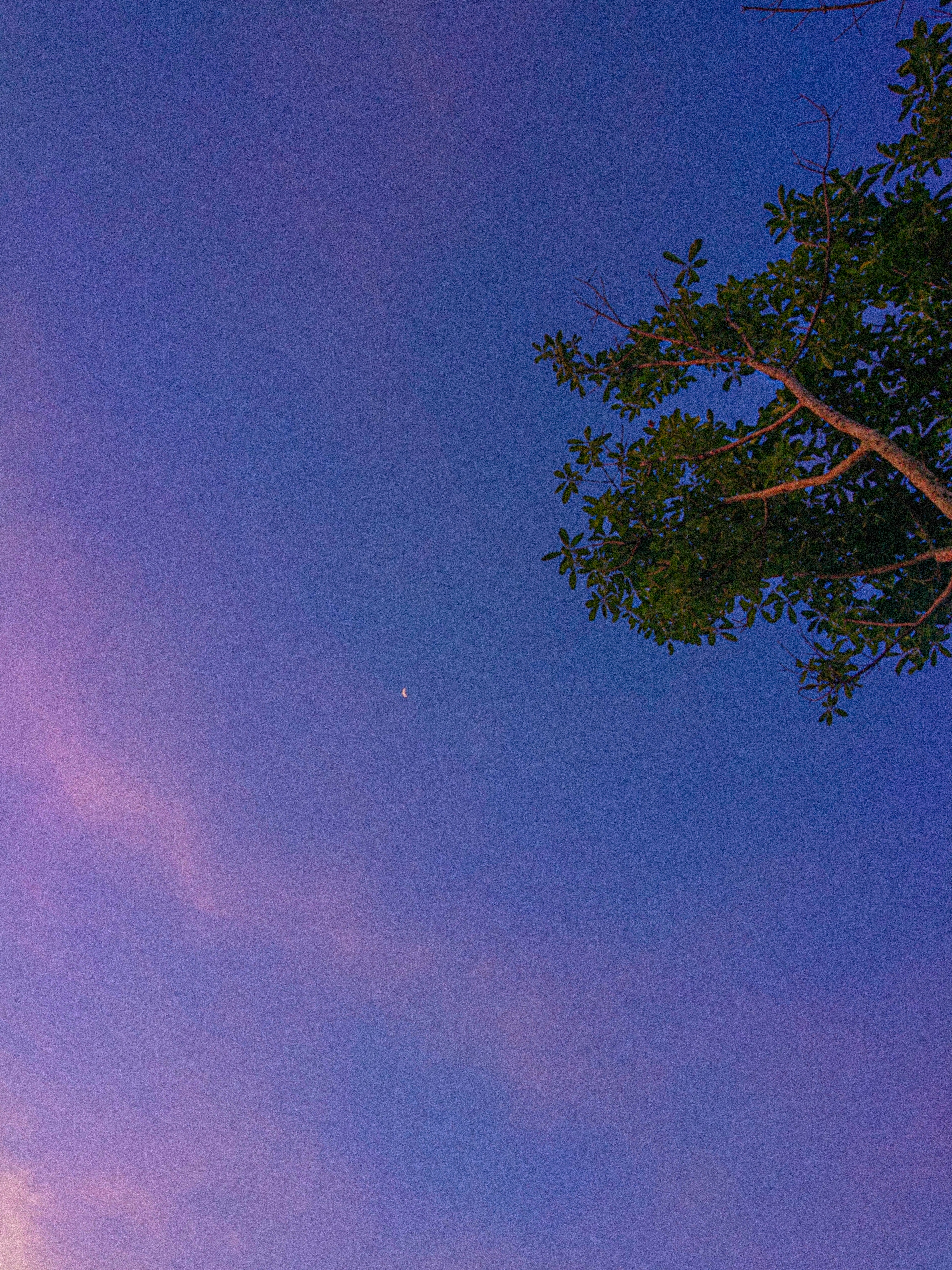 A vibrant twilight sky adorned with soft hues and a solitary star peeking through branches of a silhouetted tree.