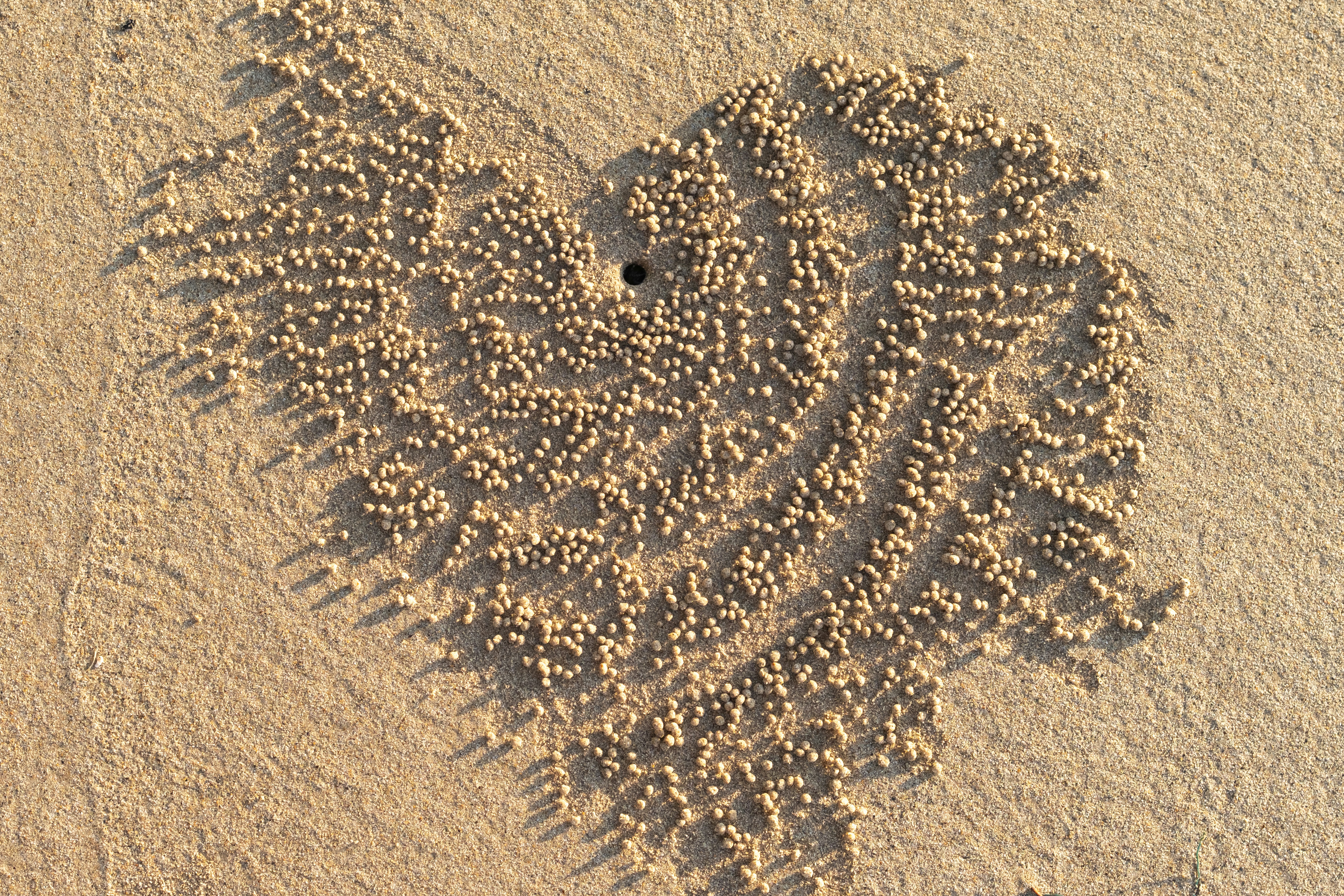 Nature's Artistry: Sand Patterns of a Beach Dweller
