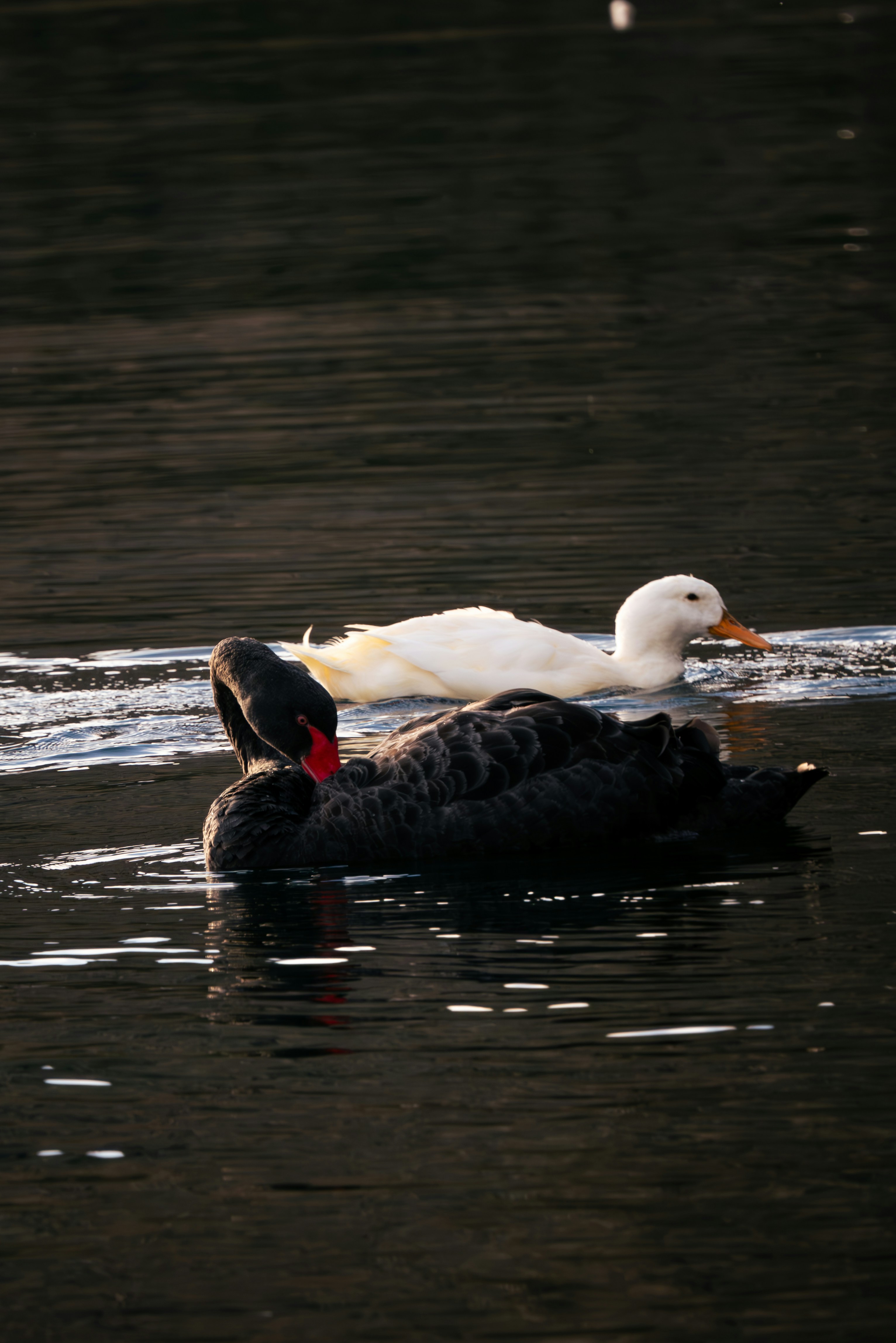 Whispering Drift: Black Duck and White Duck on Quiet Water