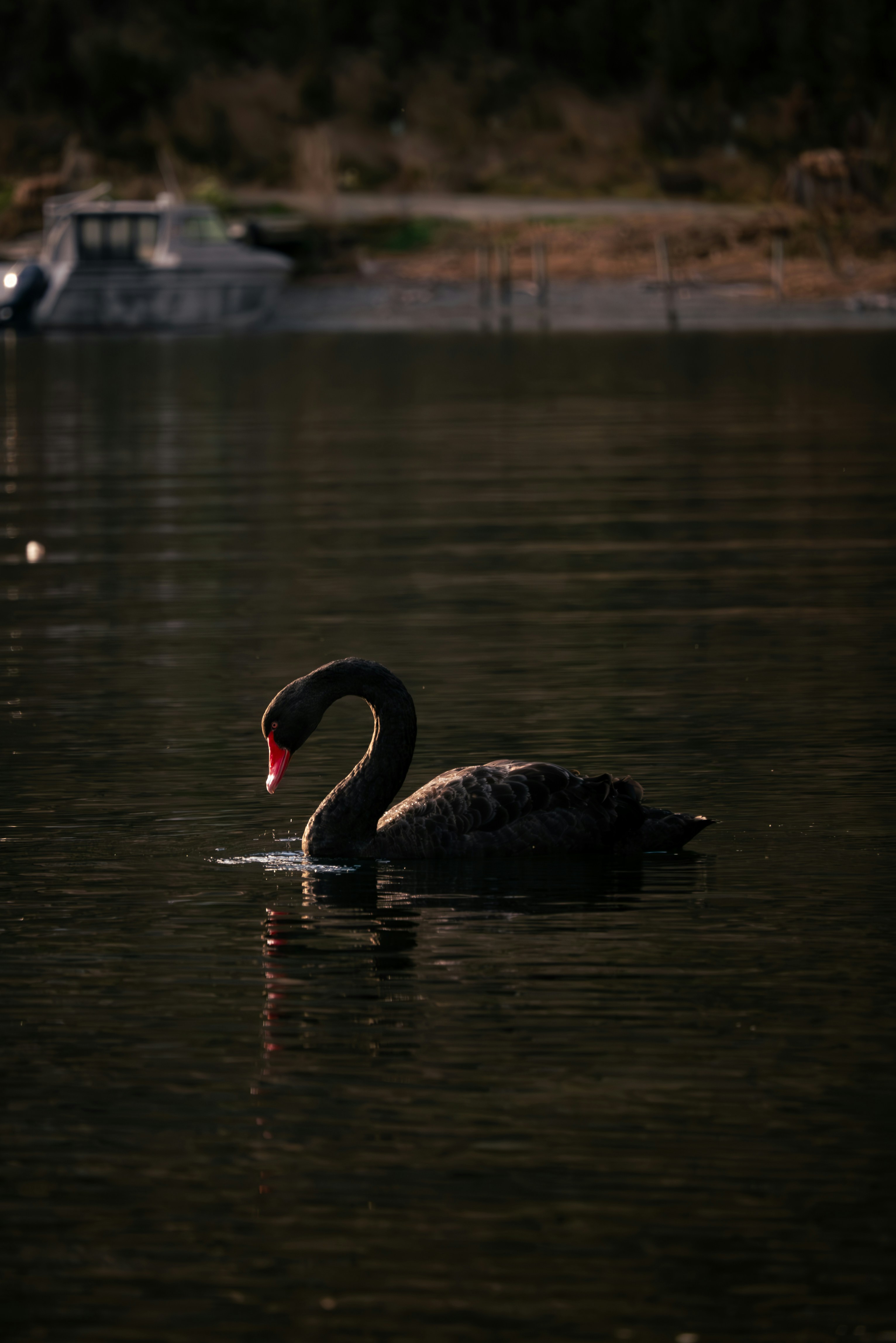 Dusk on the Quiet Lake: The Curved Grace of a Black Swan