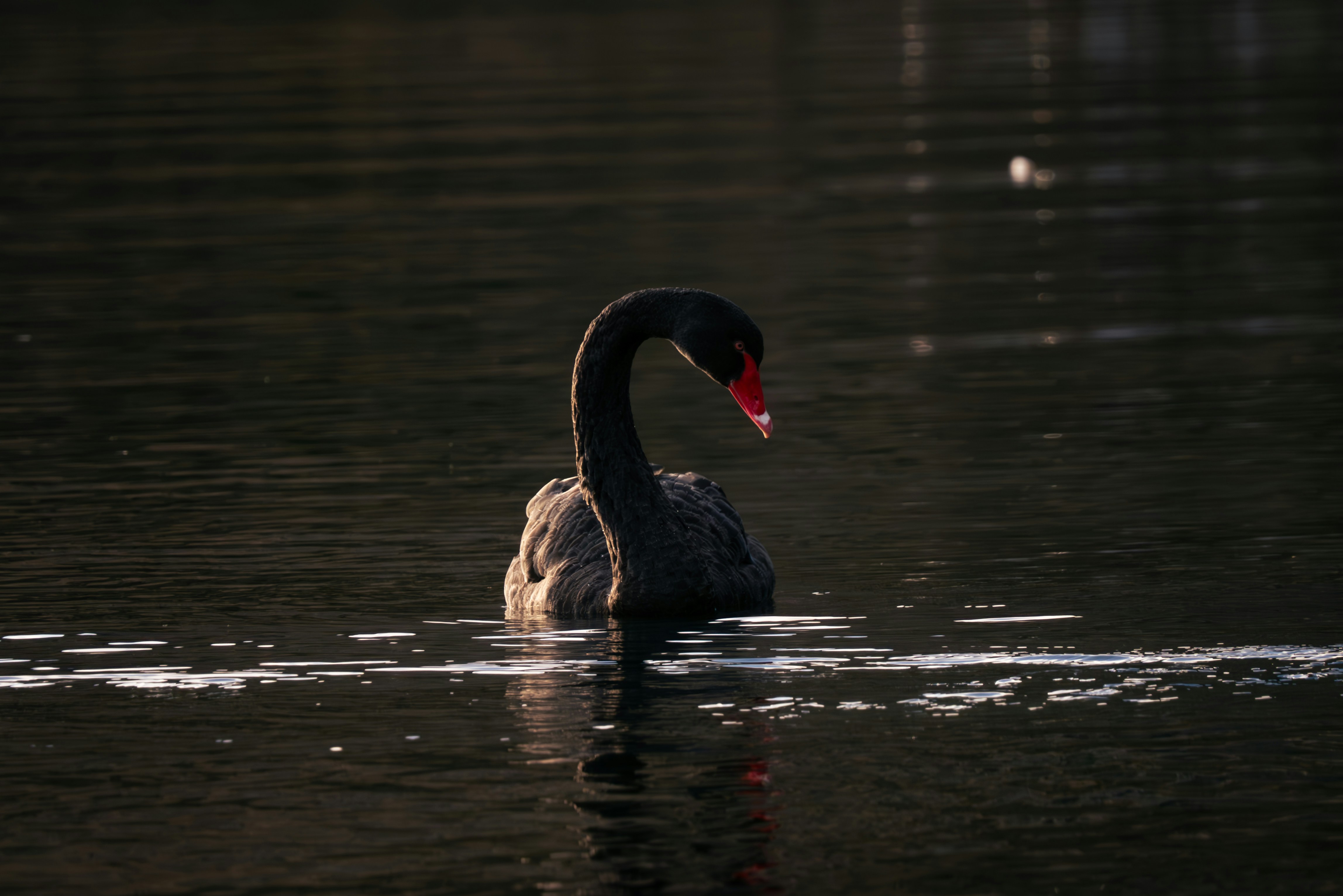Midnight Glide: A Black Swan on a Quiet Lake