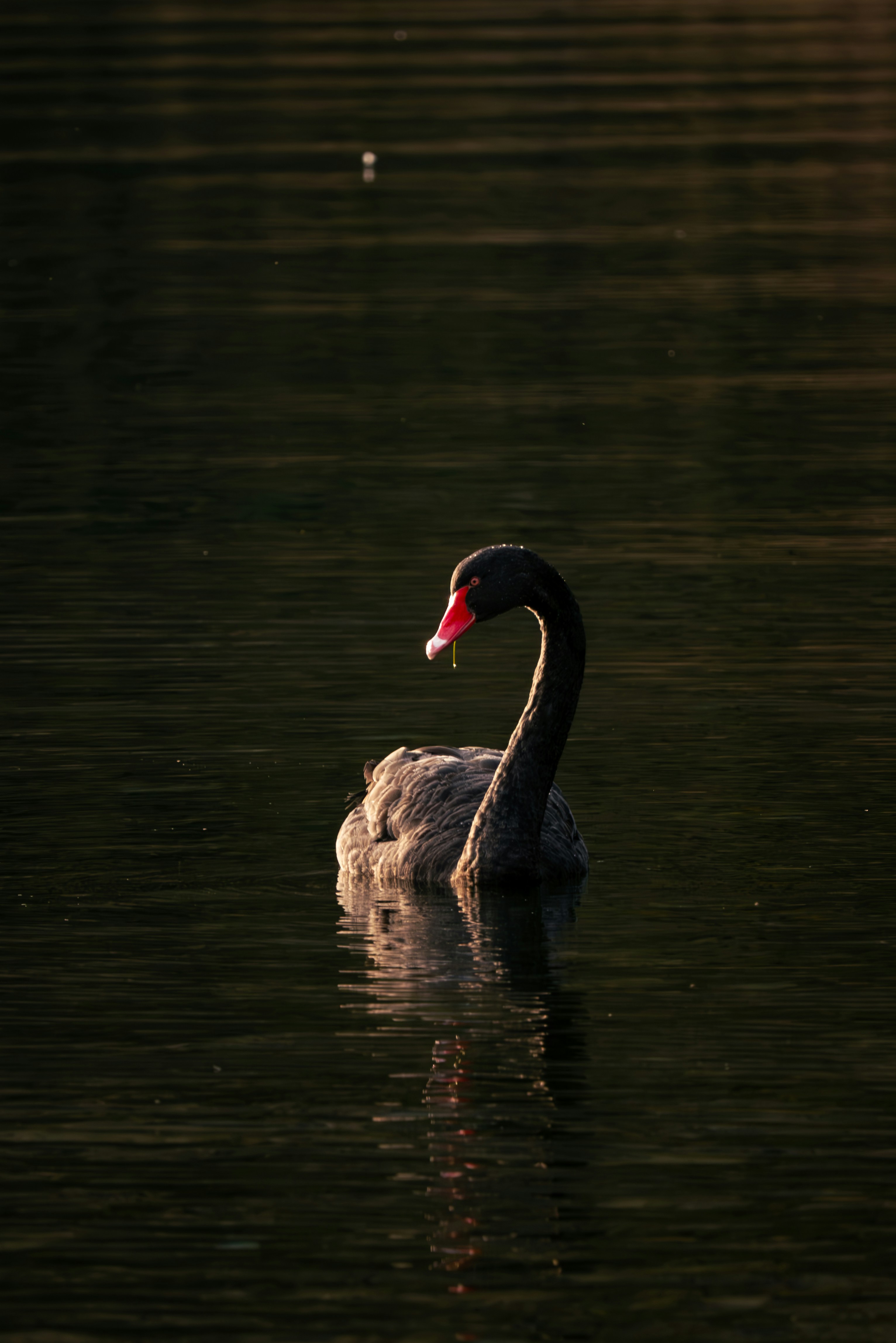 Dusk on the Dark Lake: The Black Swan's Silent Moment