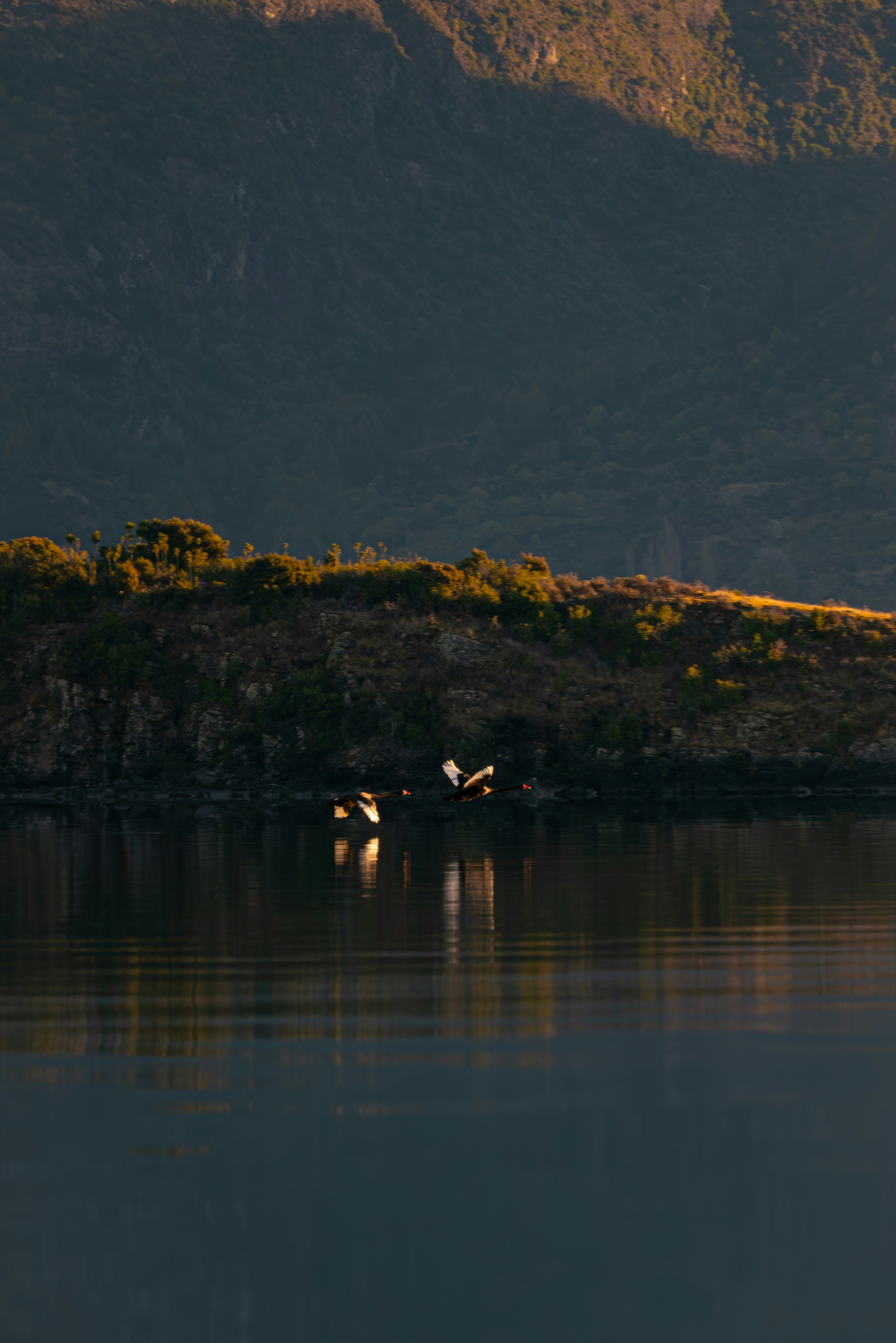 Dusk on a Glassy Lake: White-winged Birds Glide by Sunlit Shore