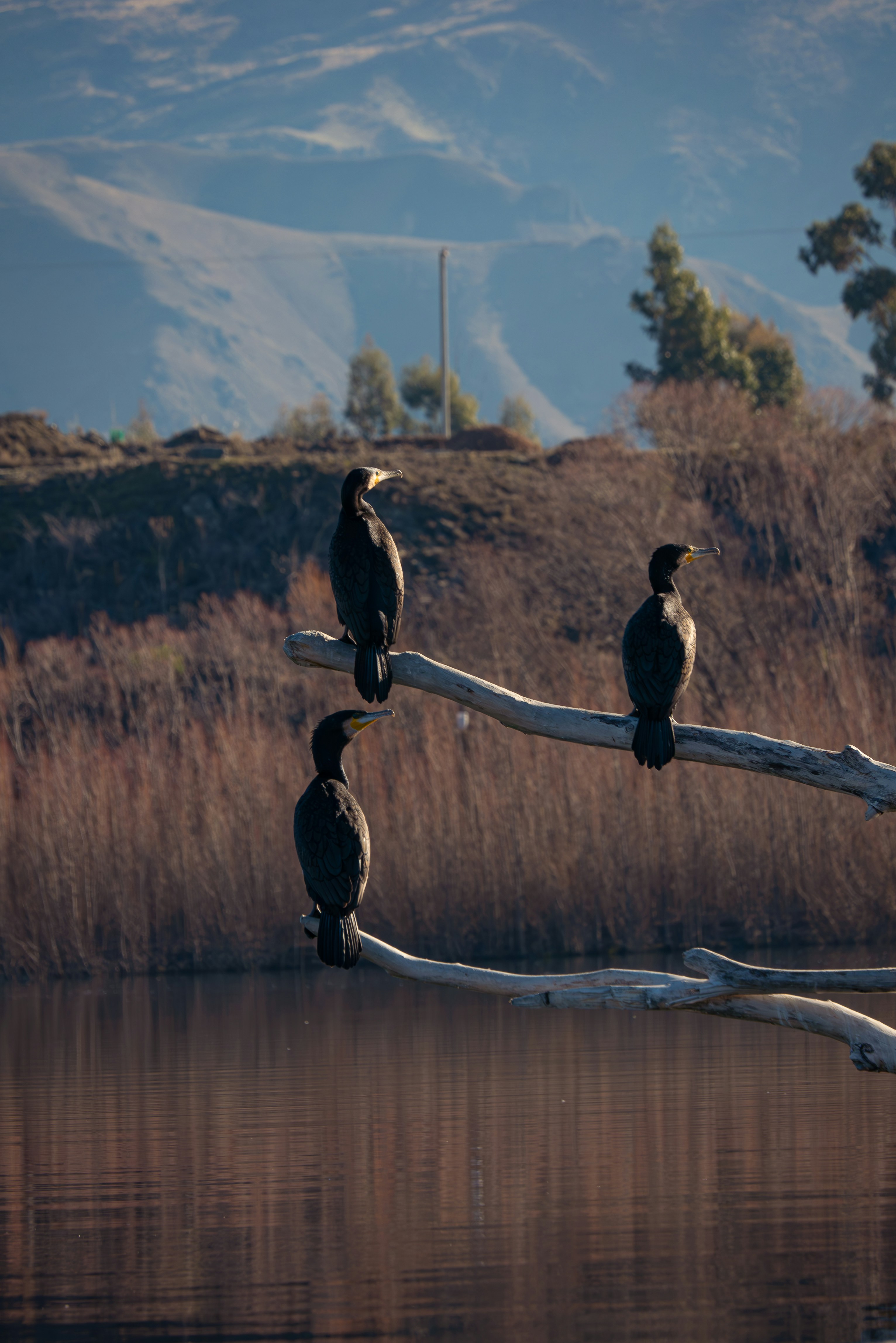 Three Cormorants on Driftwood Above Quiet Water