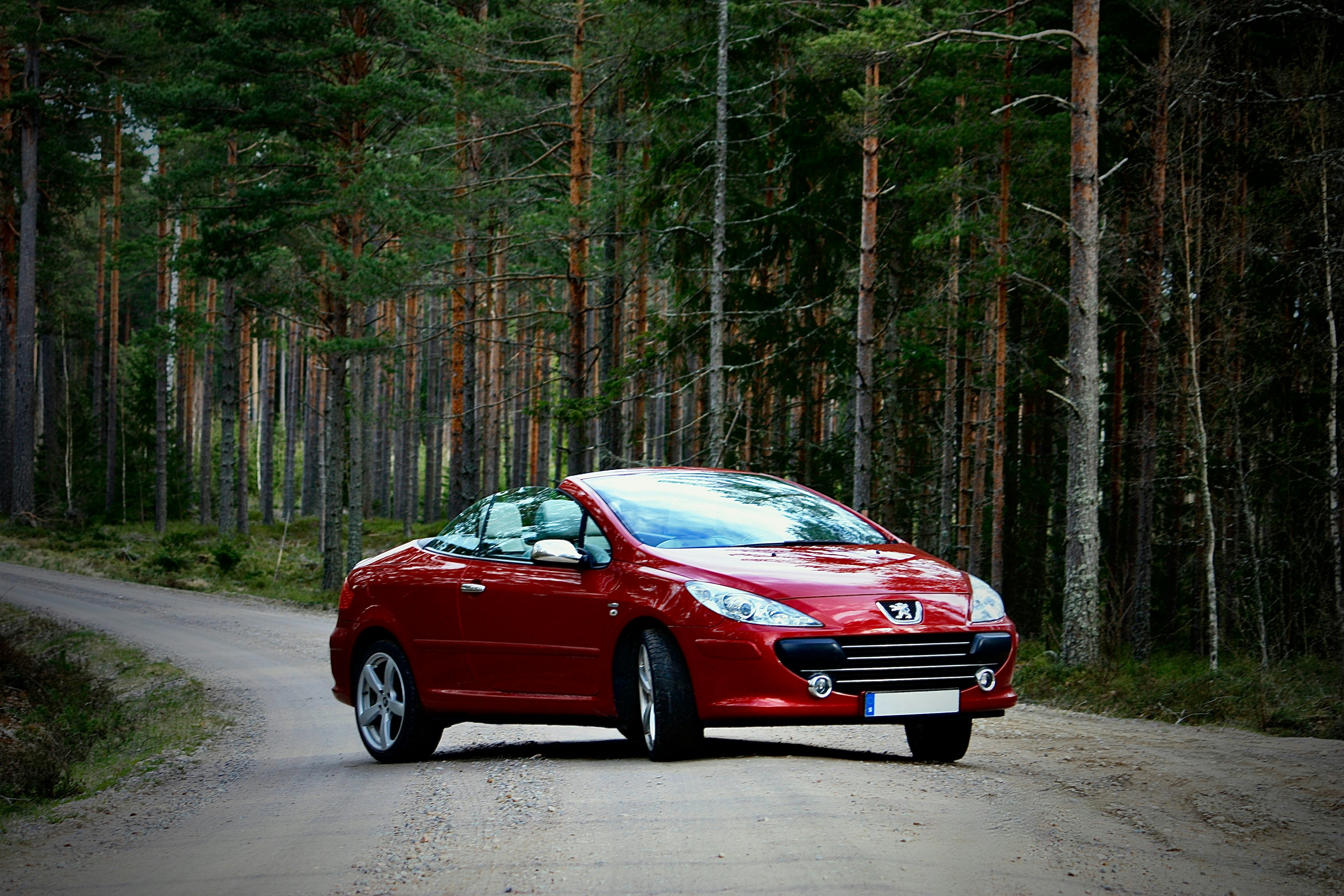 Crimson Peugeot on a pine-lined gravel road