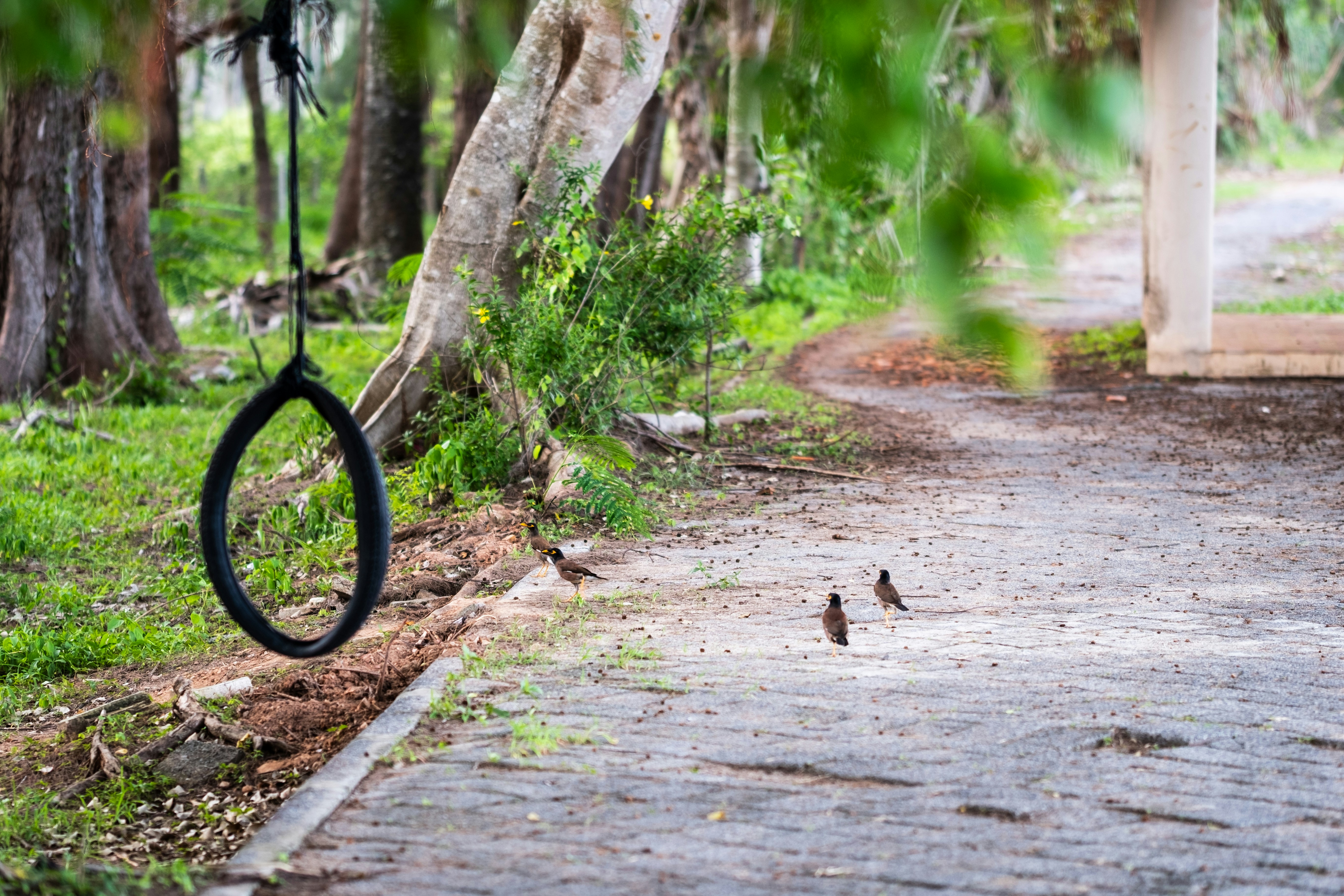 The Ring by the Path: A Lone Swing and Two Sparrows in the Park