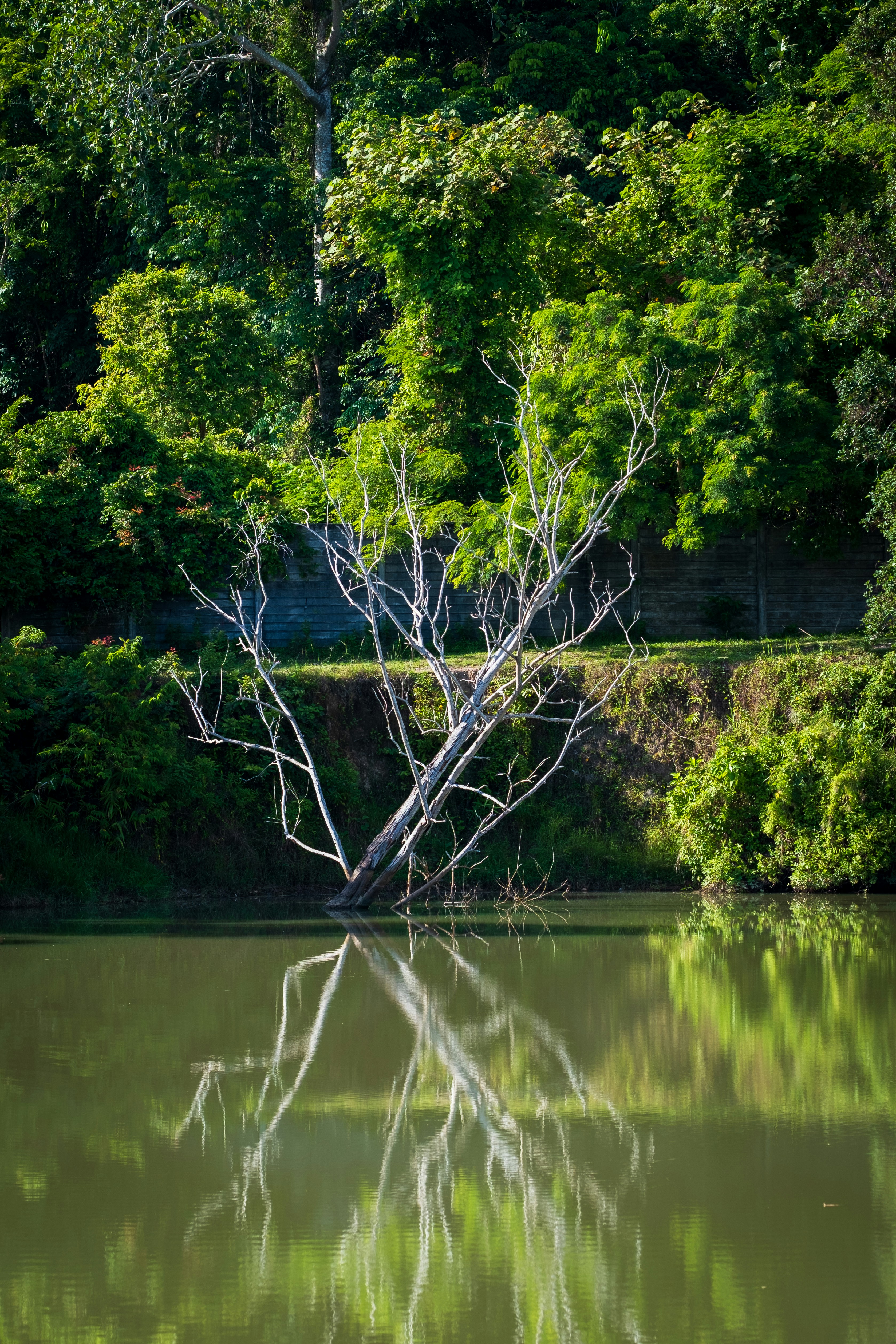 Leaning Tree and Its Mirror at the Still Lake