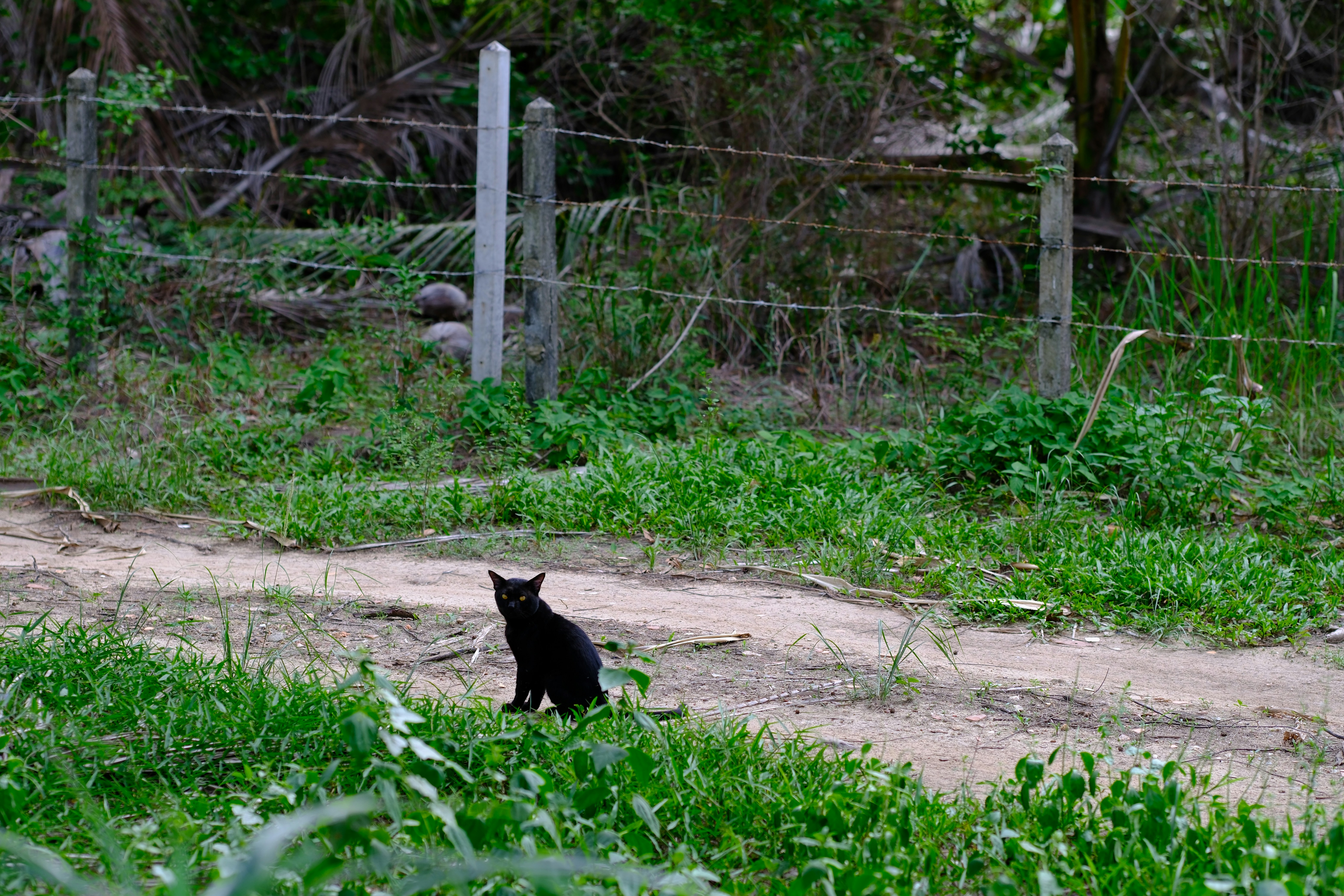 The Watchful Guardian of the Path