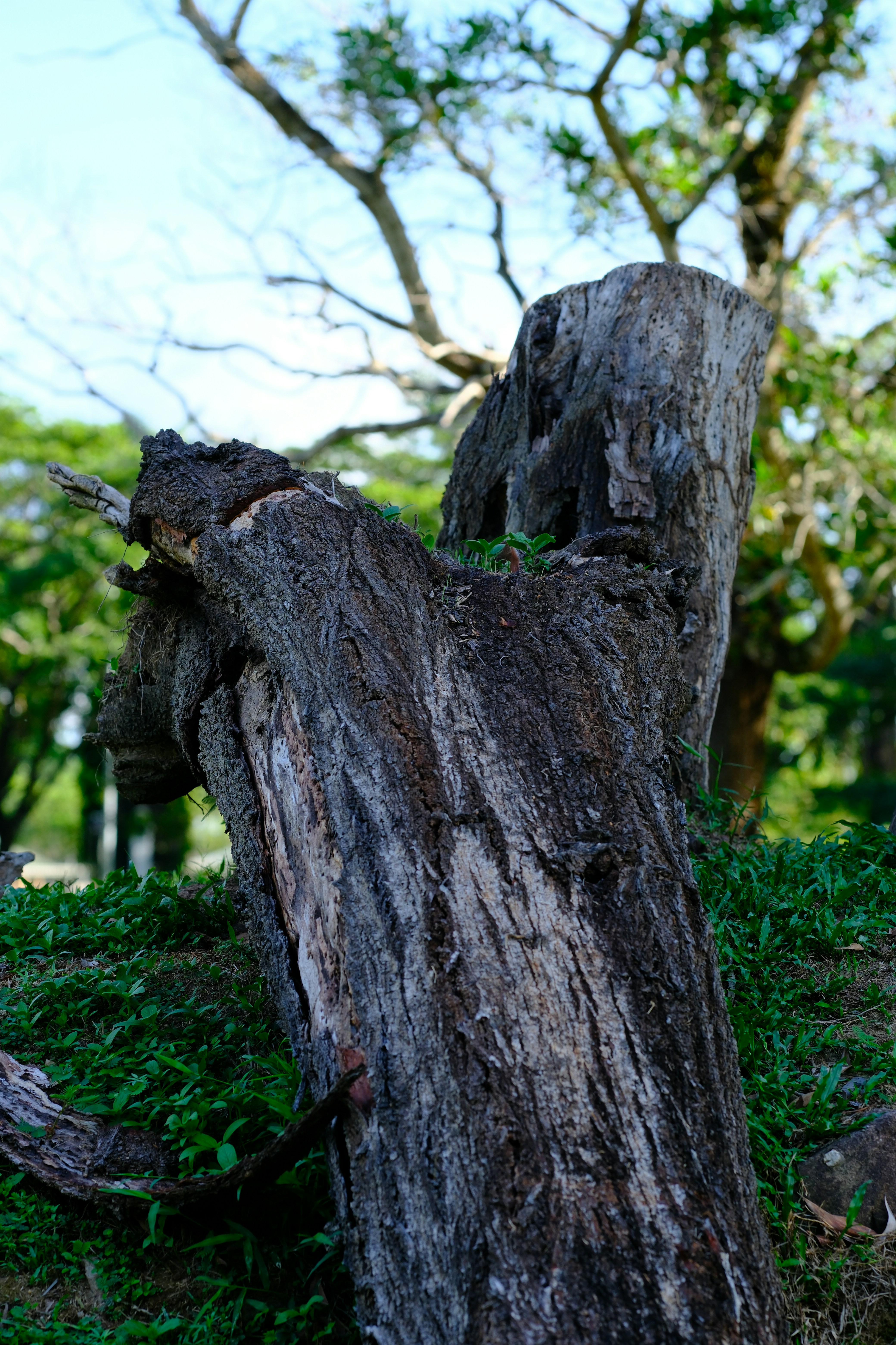 An elephant standing next to a tree stump photo – Free Thailand Image ...