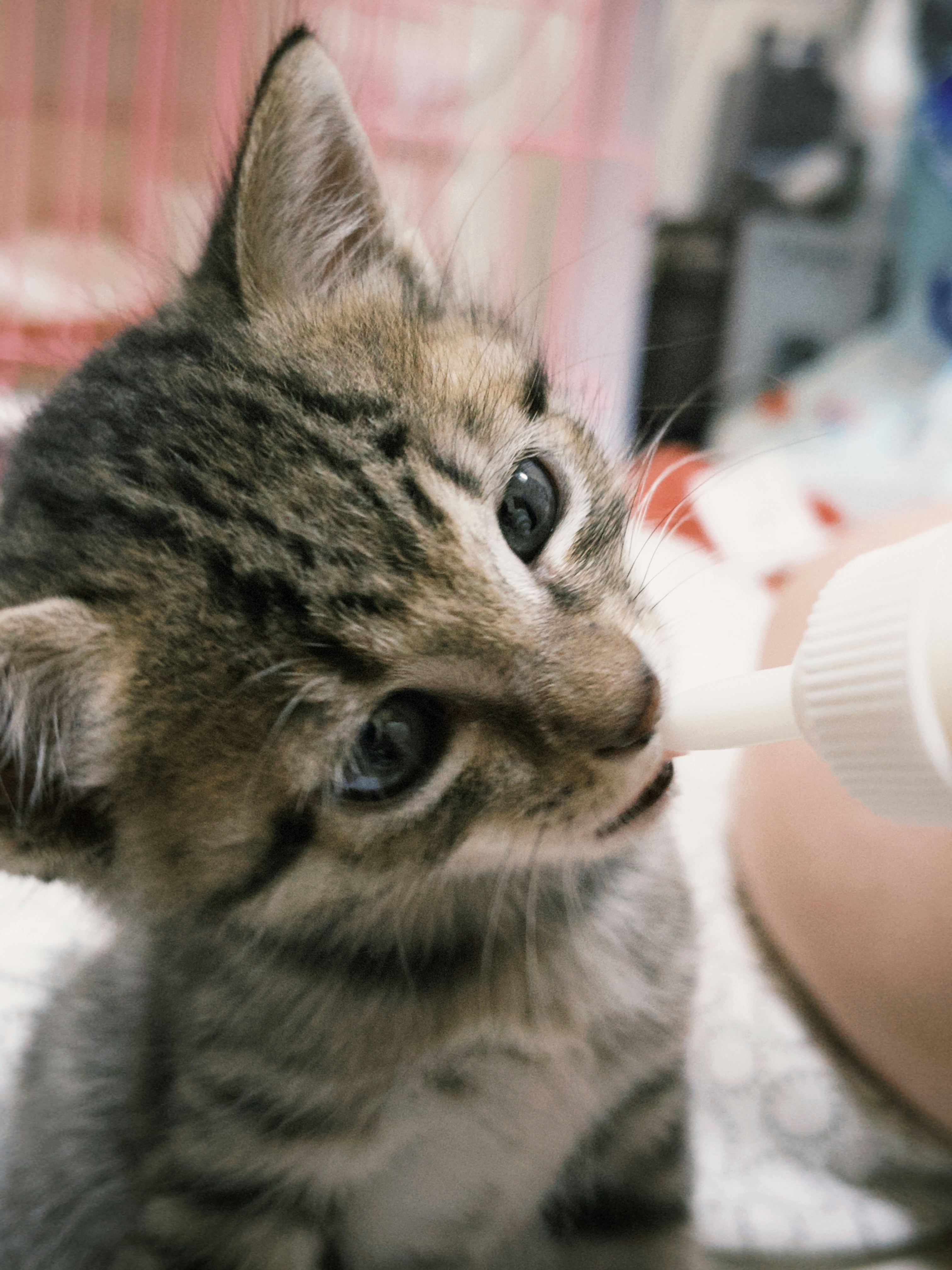 Curious Kitten and the Bottle-Feed Breeze
