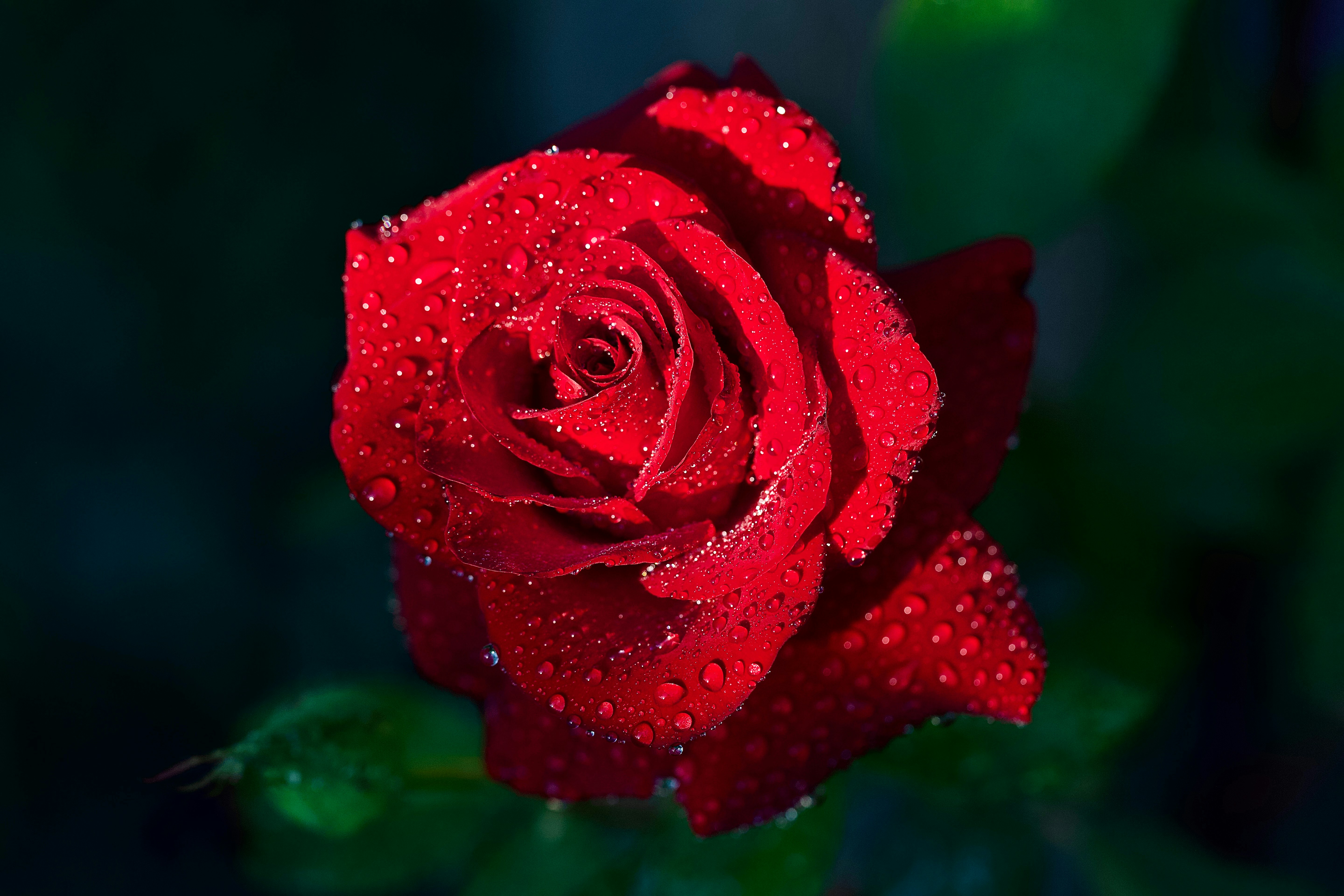 A red rose with water droplets on it photo – Free Rose Image on Unsplash