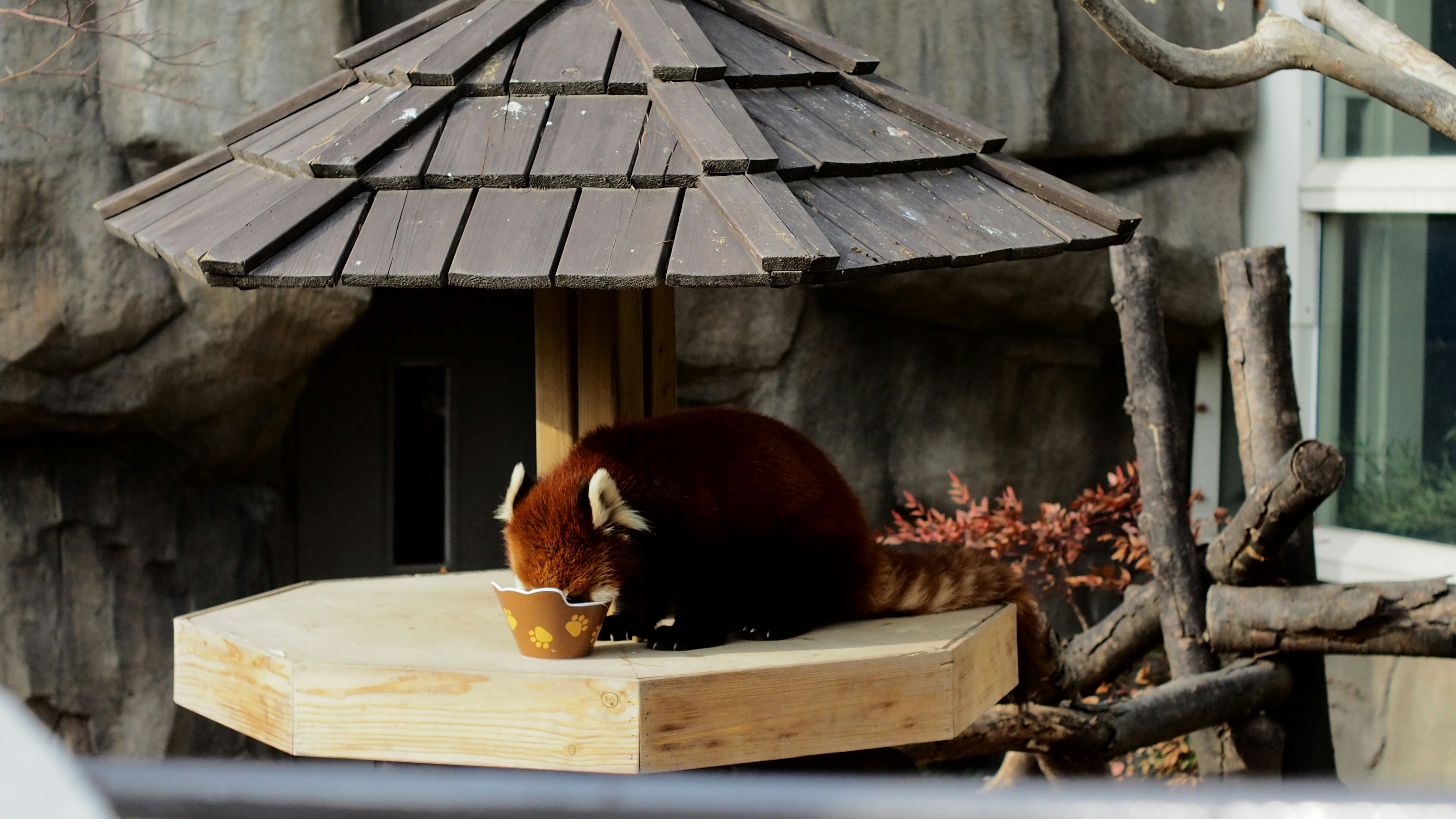 Red Panda's Timber Platform Snack in a Rustic Enclosure
