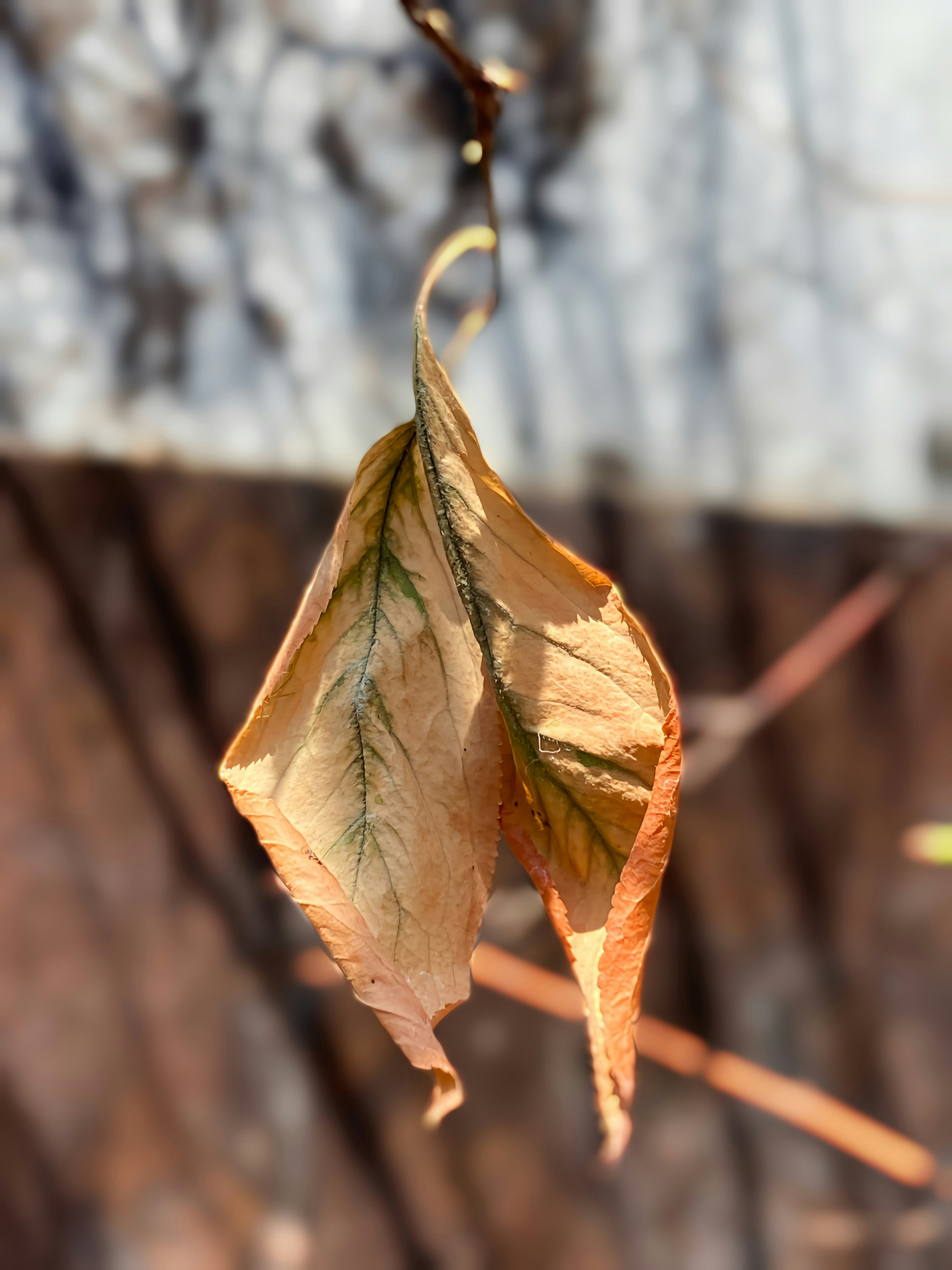Lone leaf suspended in warm blur: a study in autumn texture