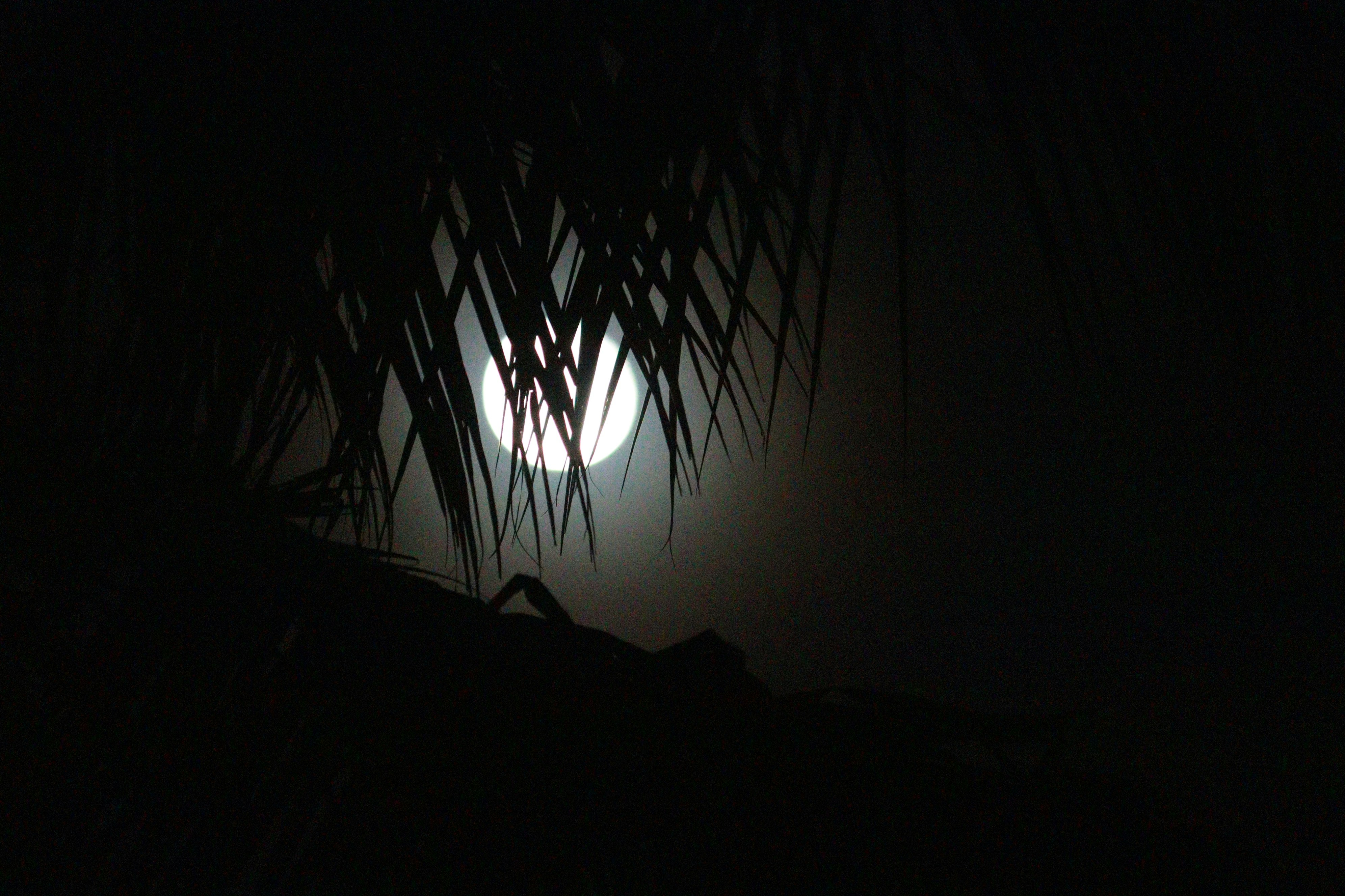 Moonrise Through Palm Fronds: A Quiet Night Along the Shore