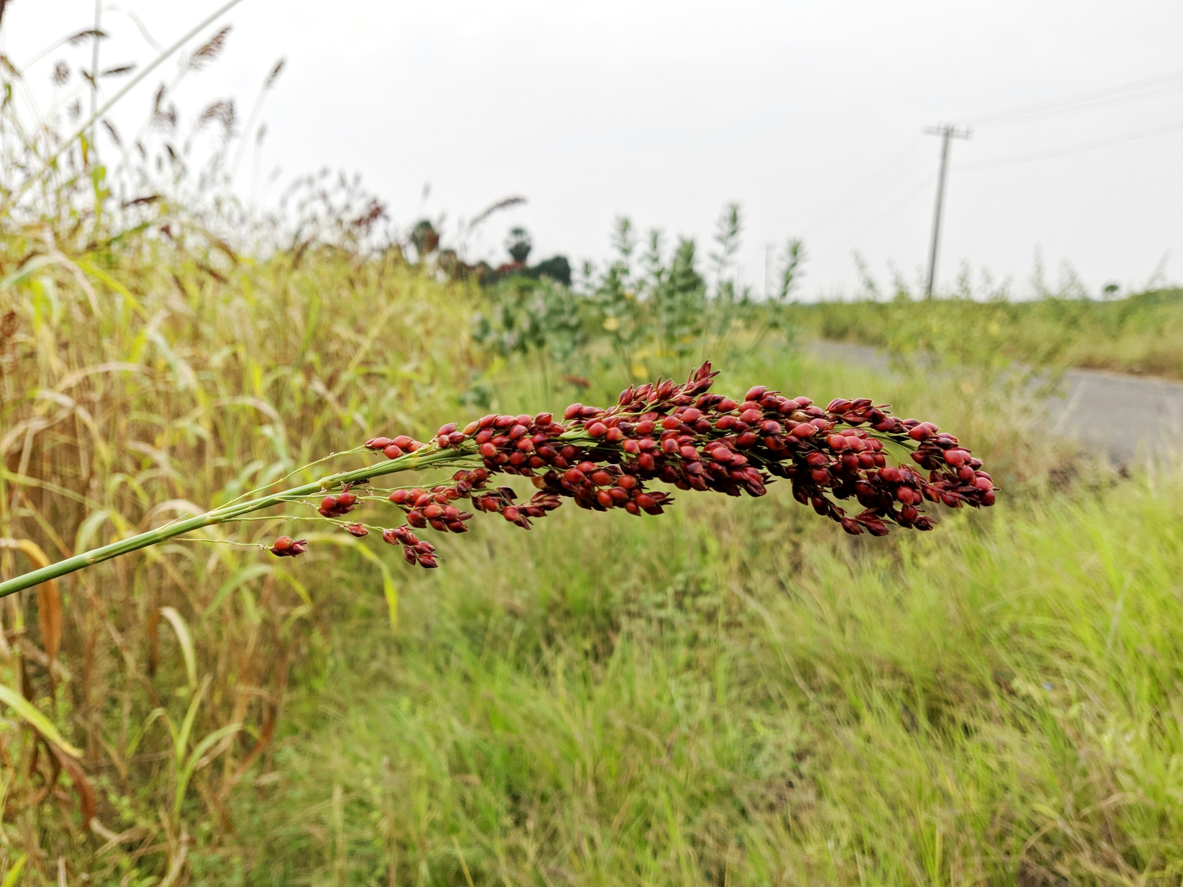 Cluster of reddish-brown grains against a backdrop of green grass and distant road.