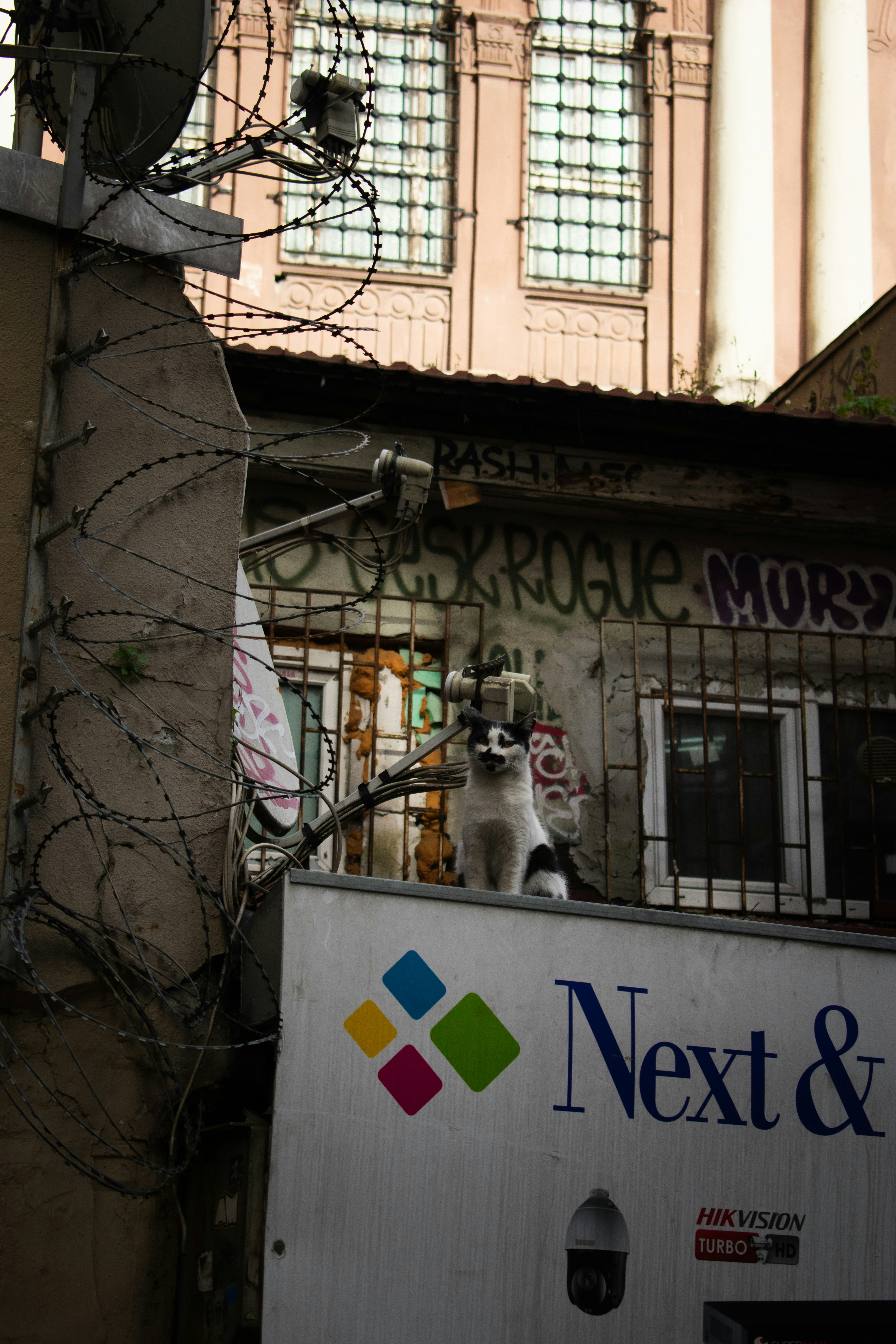 Cat on a Graffiti-Splashed Balcony Framed by Barbed Wire