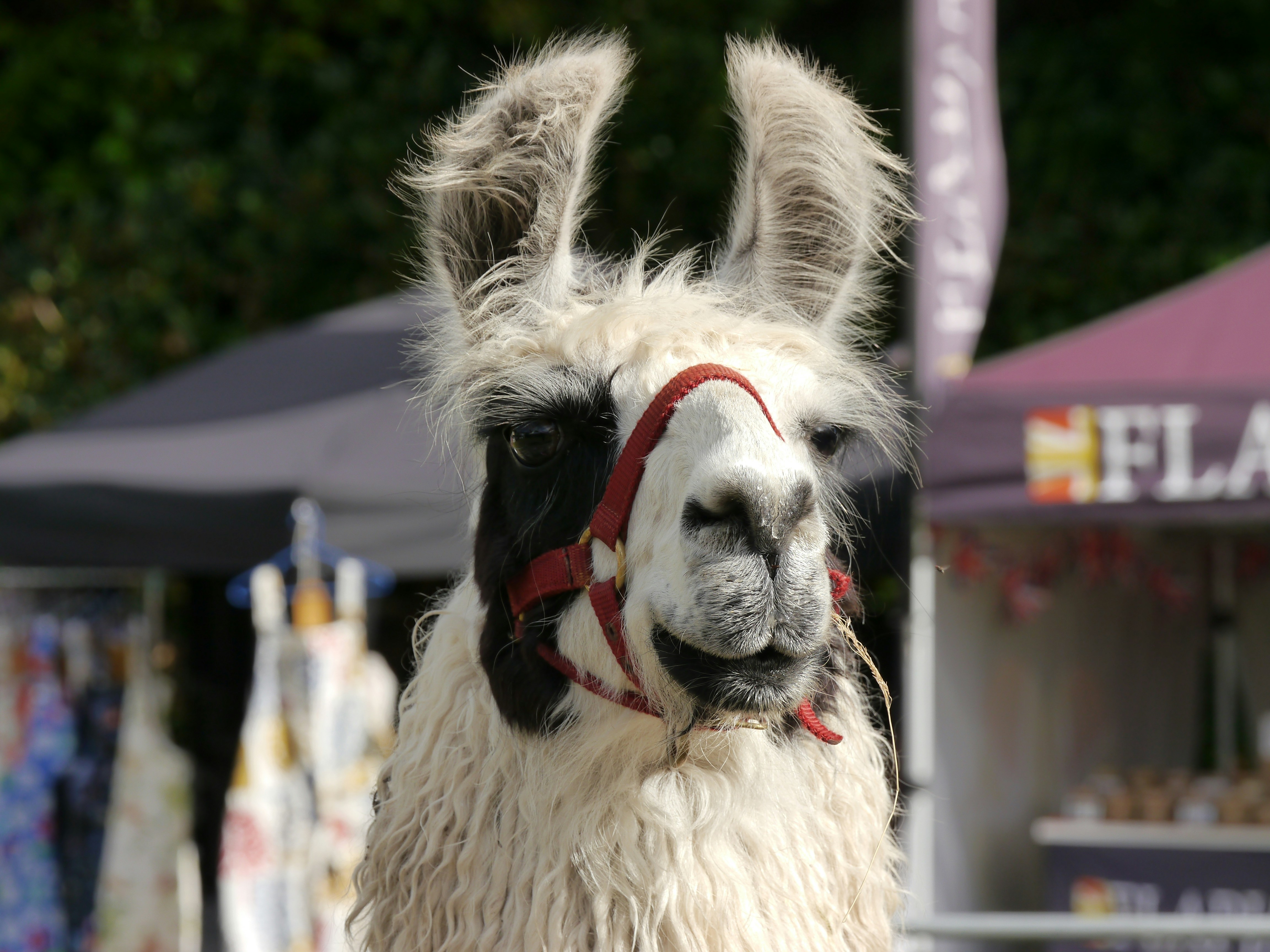 Close-Up of a Fluffy Llama at a Market Stall