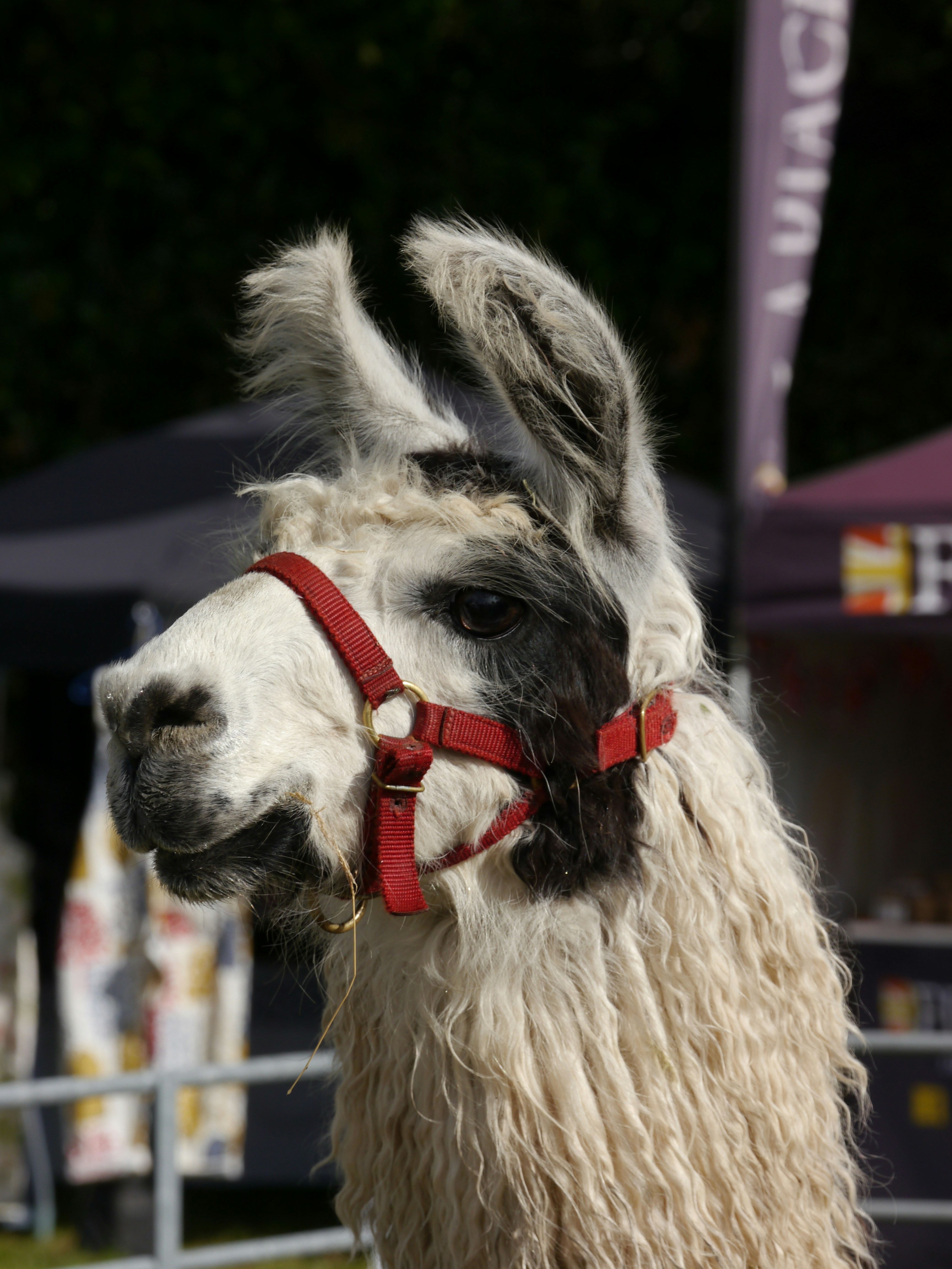 Red-Haltered Llama at a Sunlit Festival: a Portrait in Fur and Light