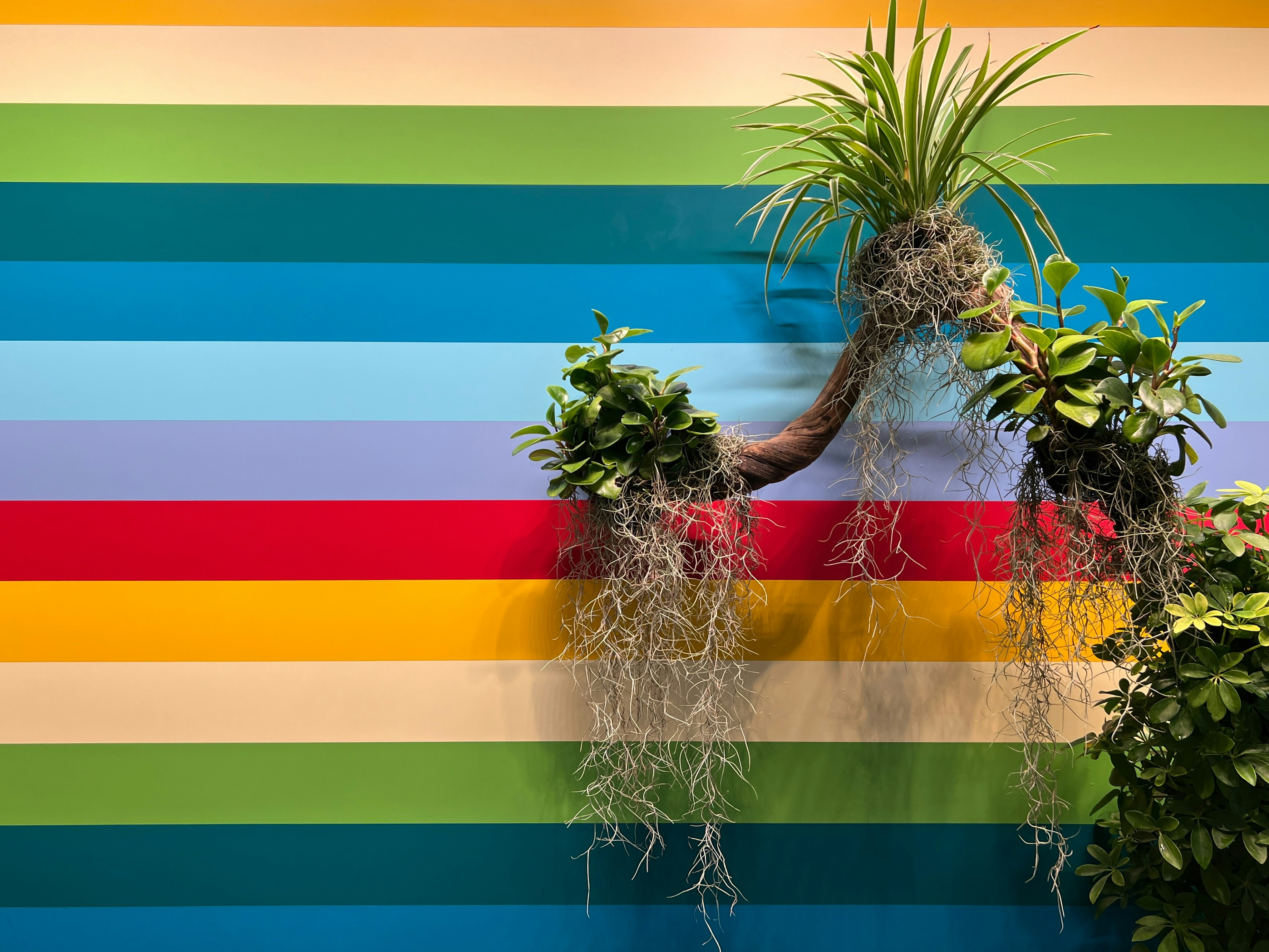 Suhash Villuri (@suhashvilluri) | Komunitas Foto Unsplash