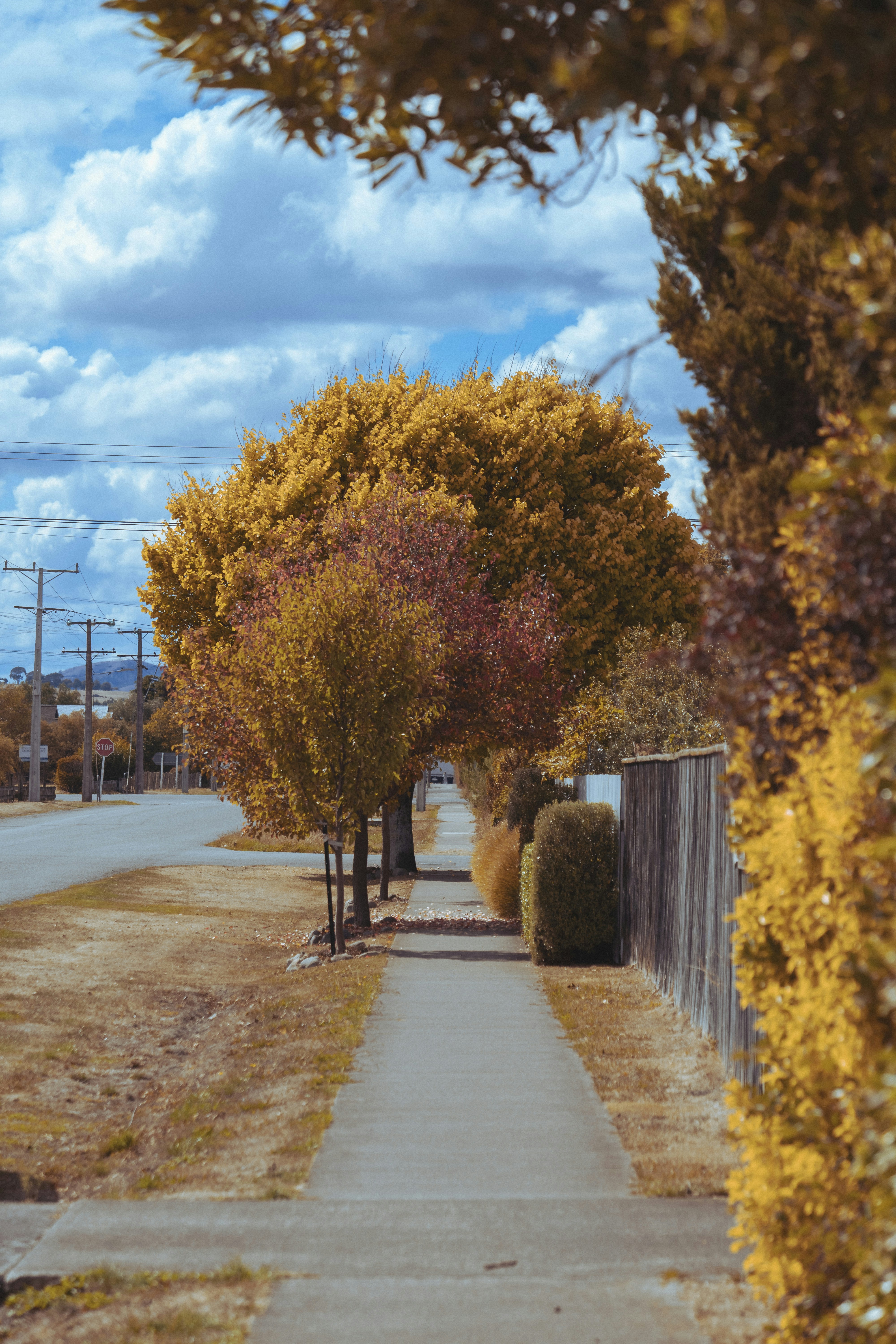 A street lined with lots of trees next to a road photo – Free Street ...