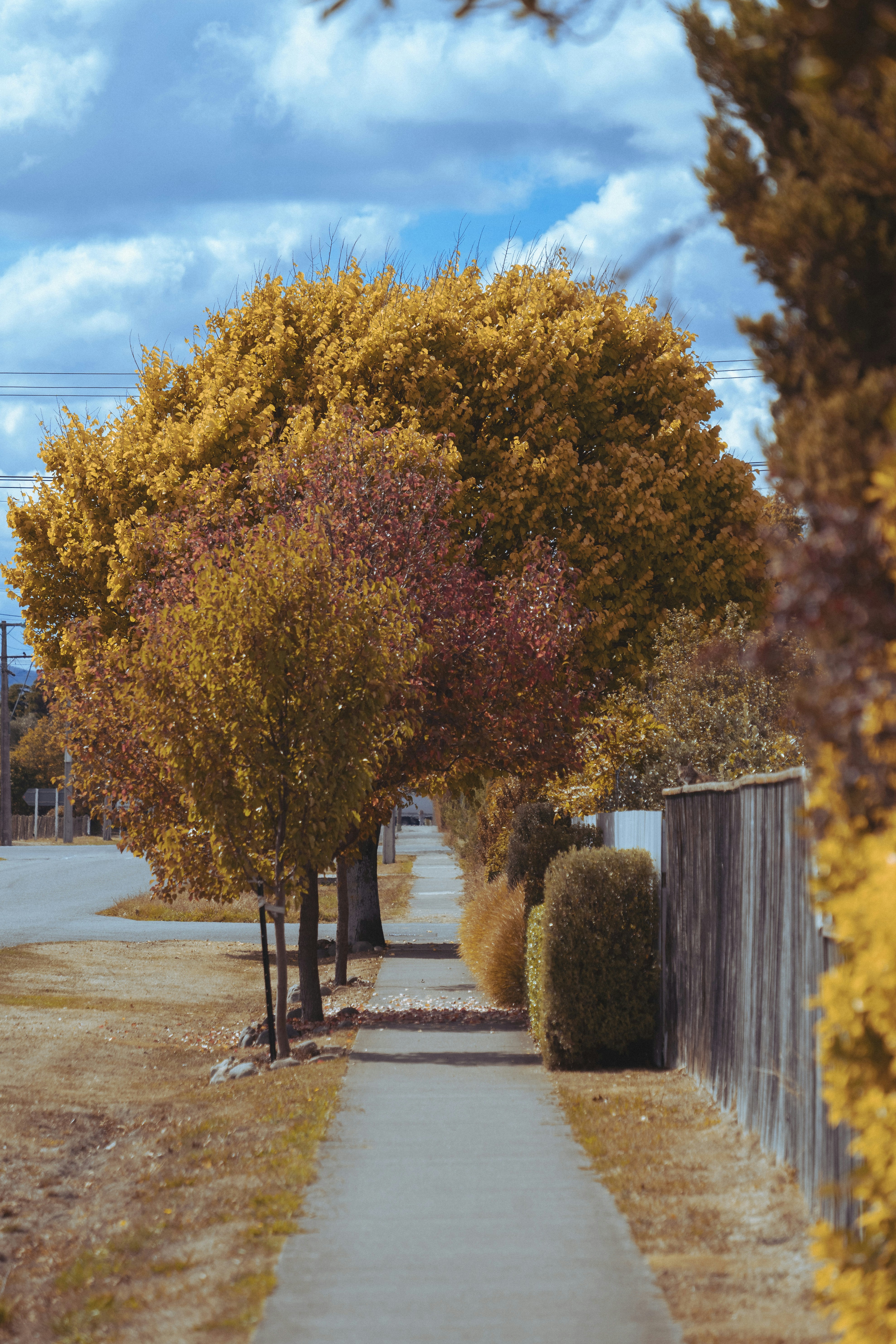 Autumn Street Symphony: Gold Canopy Over a Suburban Sidewalk