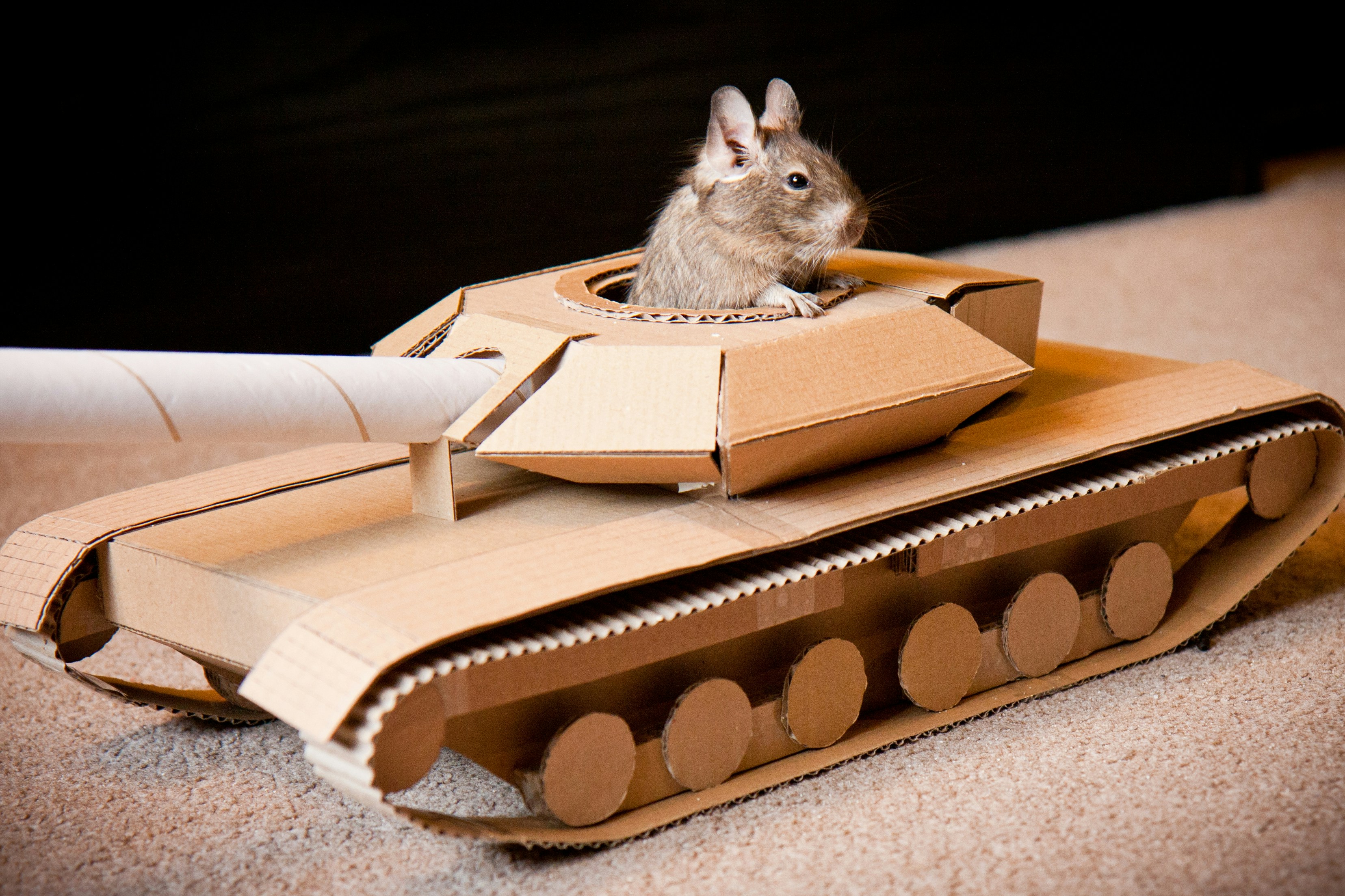 A small squirrel sitting on top of a cardboard tank photo – Free Rodent ...