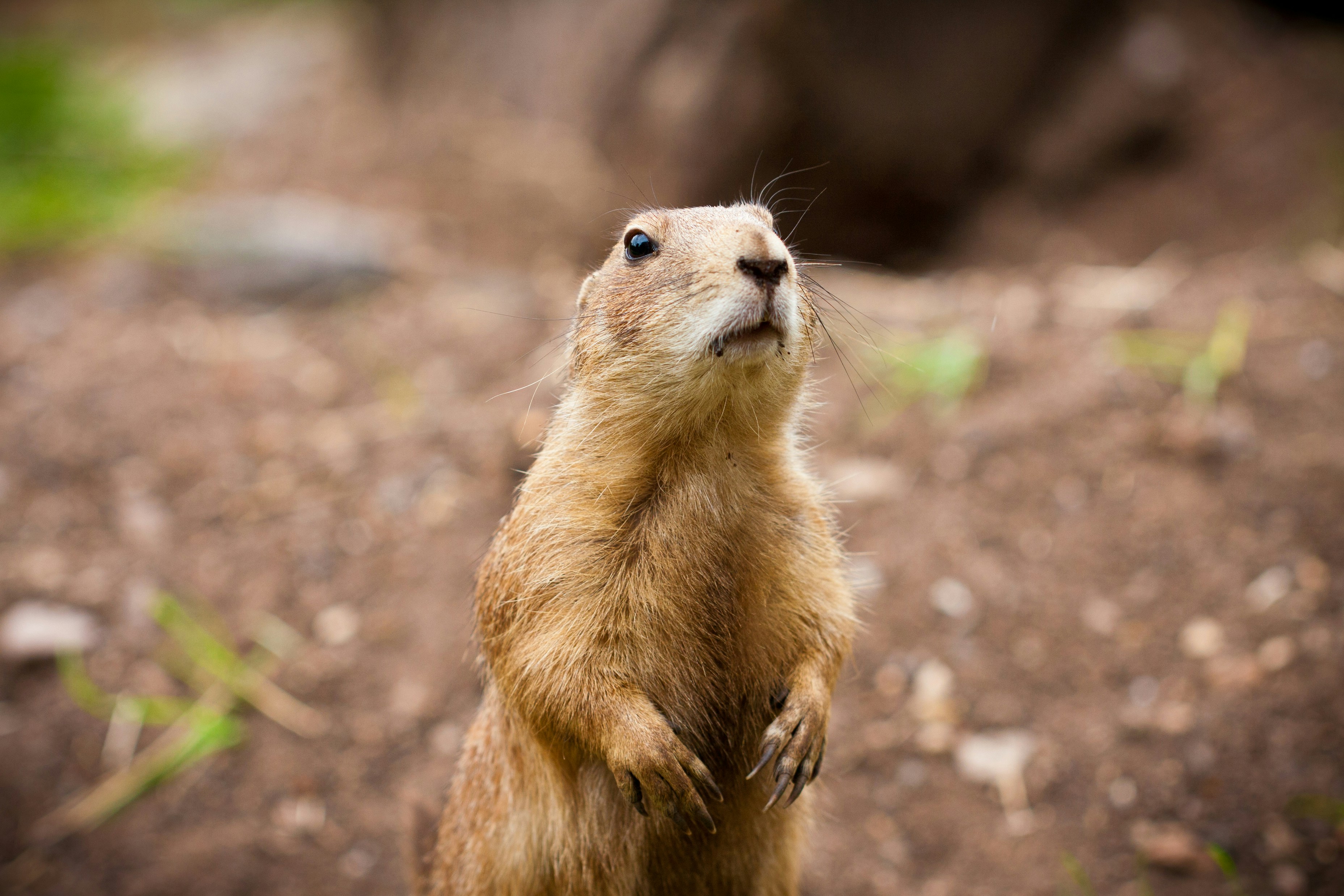 Prairie dog