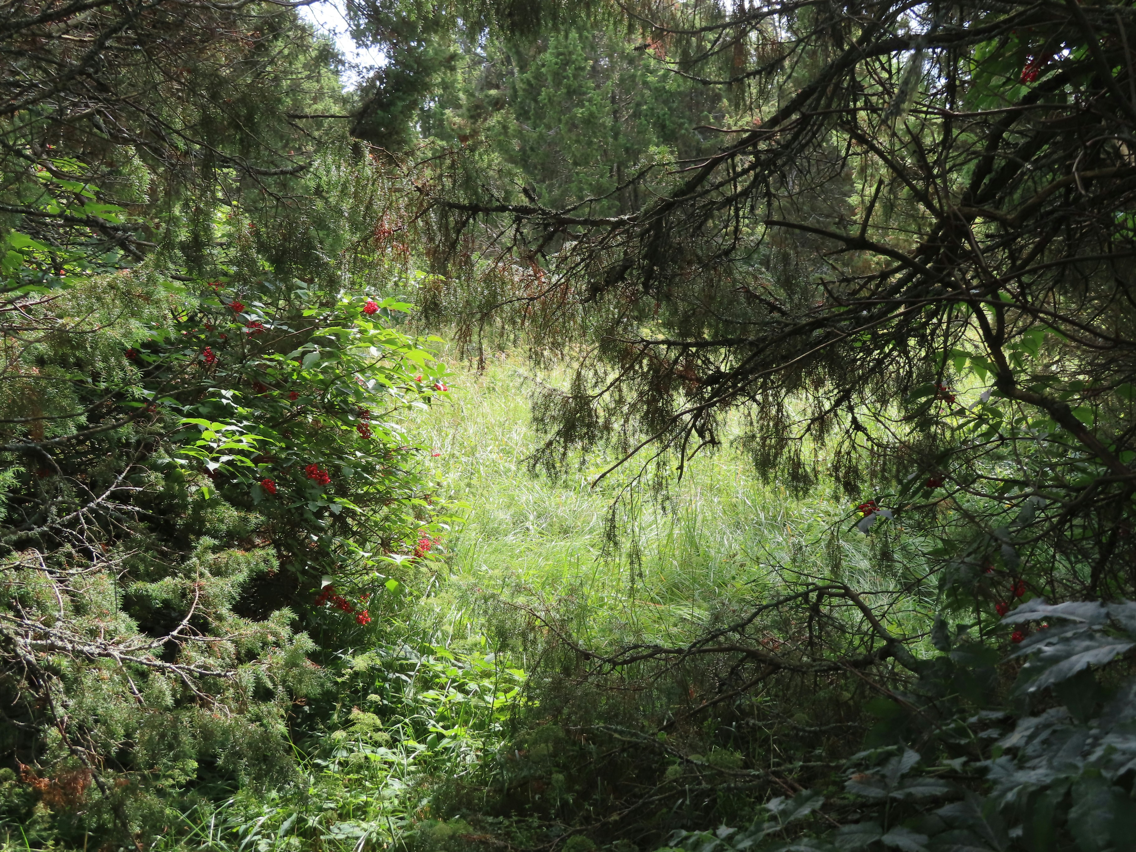 Photo by Raimo Lantelankallio with Canon PowerShot SX740 HS