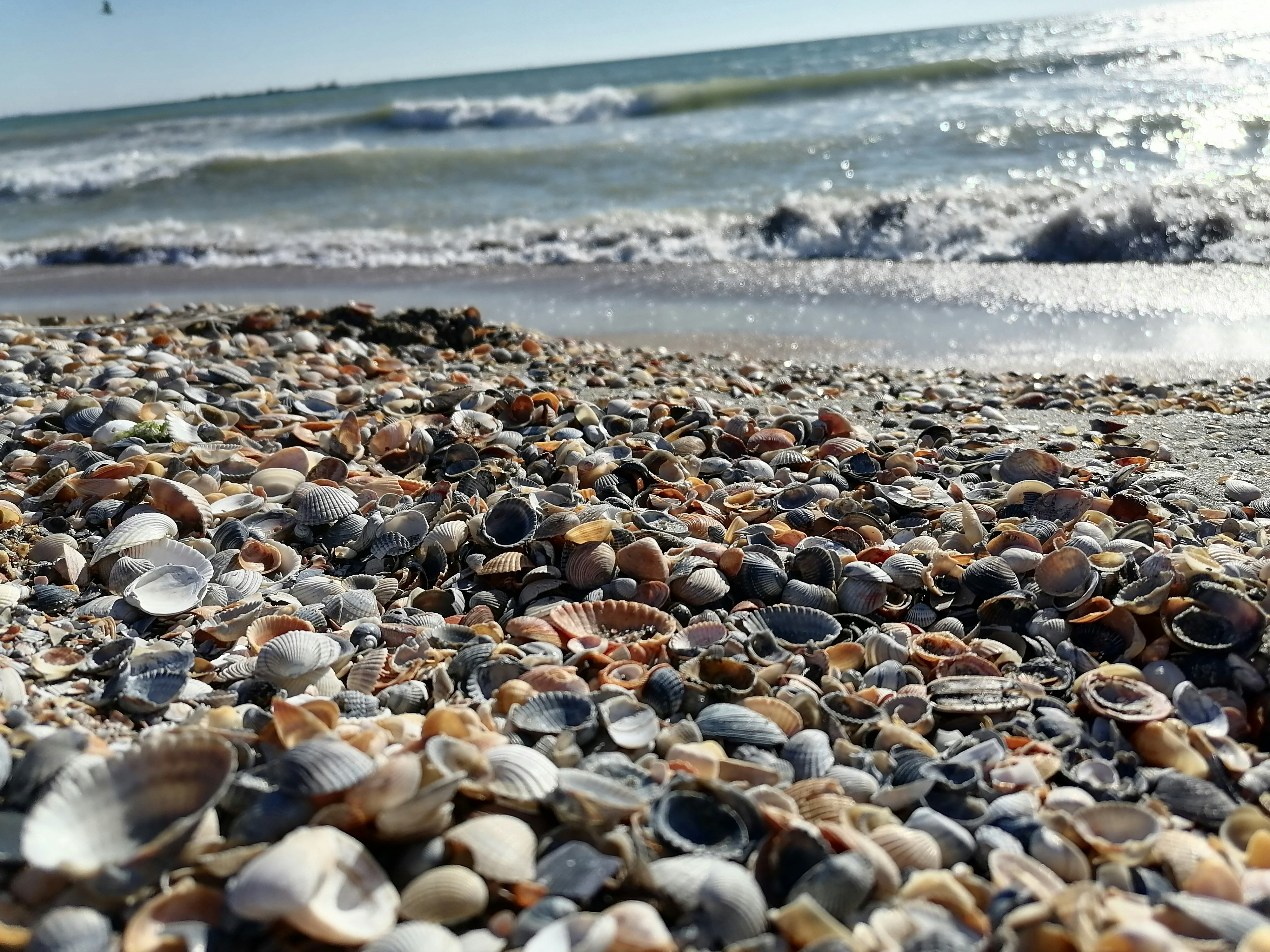 A beach covered in lots of shells next to the ocean photo – Free Sea ...
