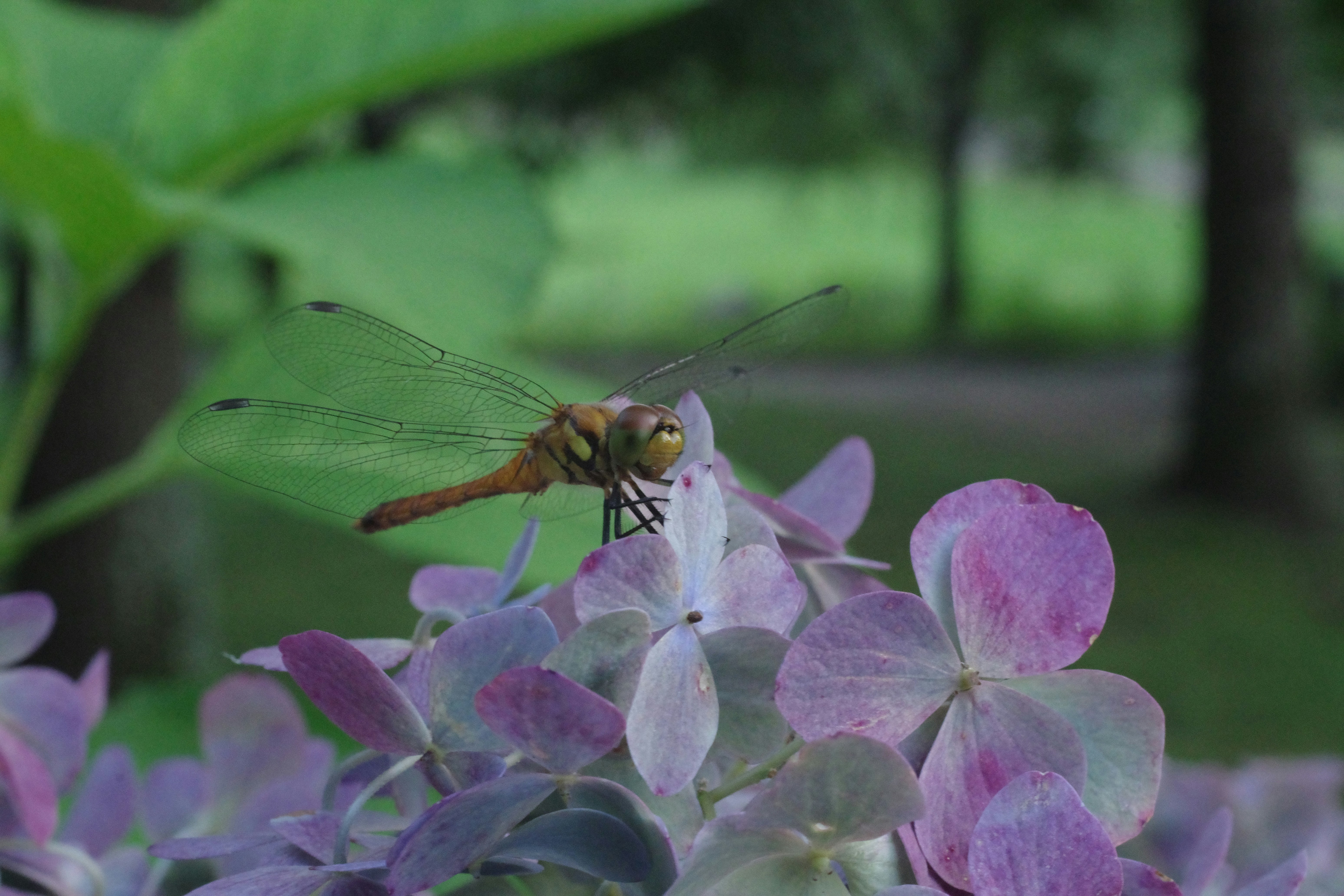 Dragonfly on Violet Hydrangea: A Quiet Garden Moment