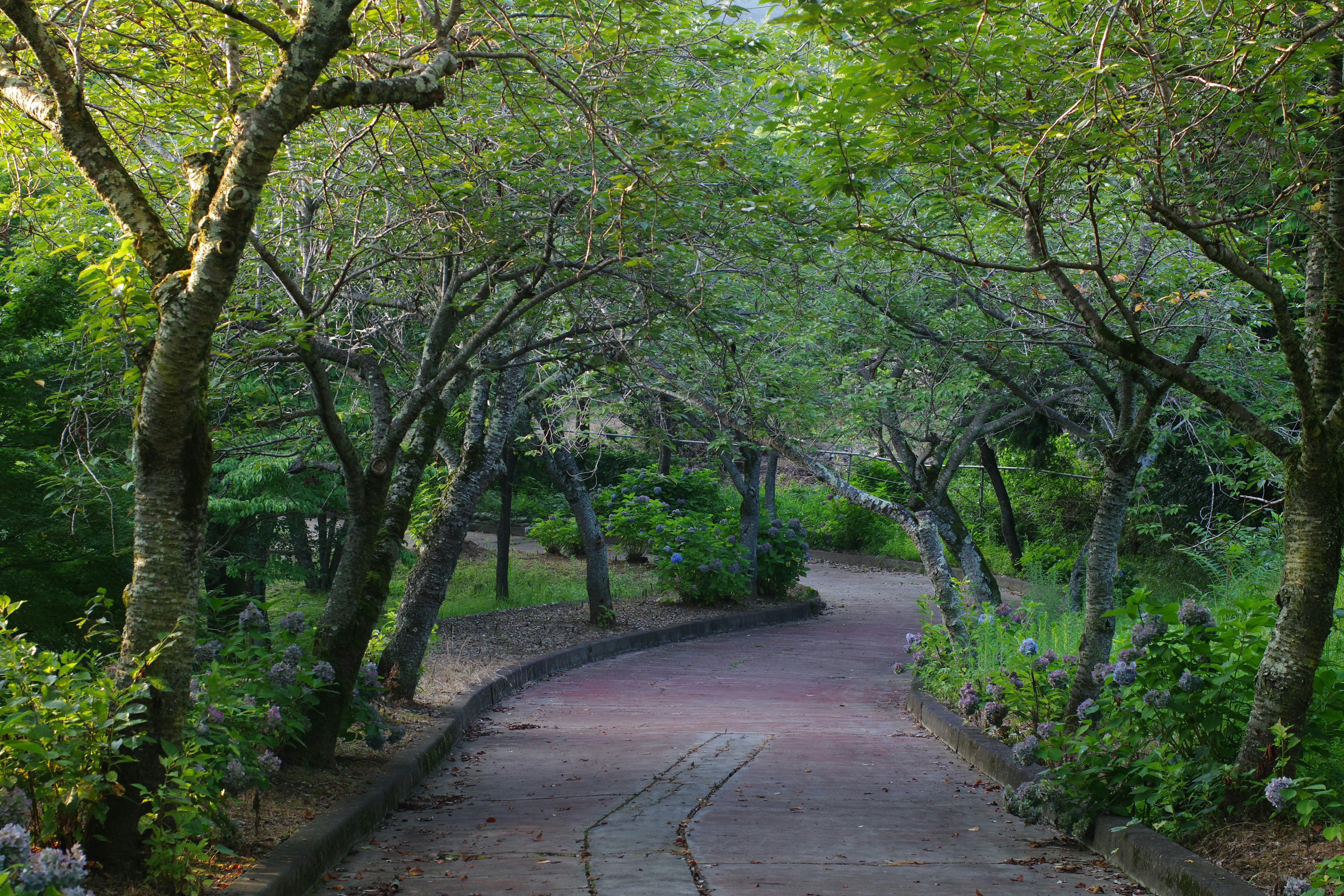 A paved road surrounded by trees and bushes photo – Free Forest Image ...