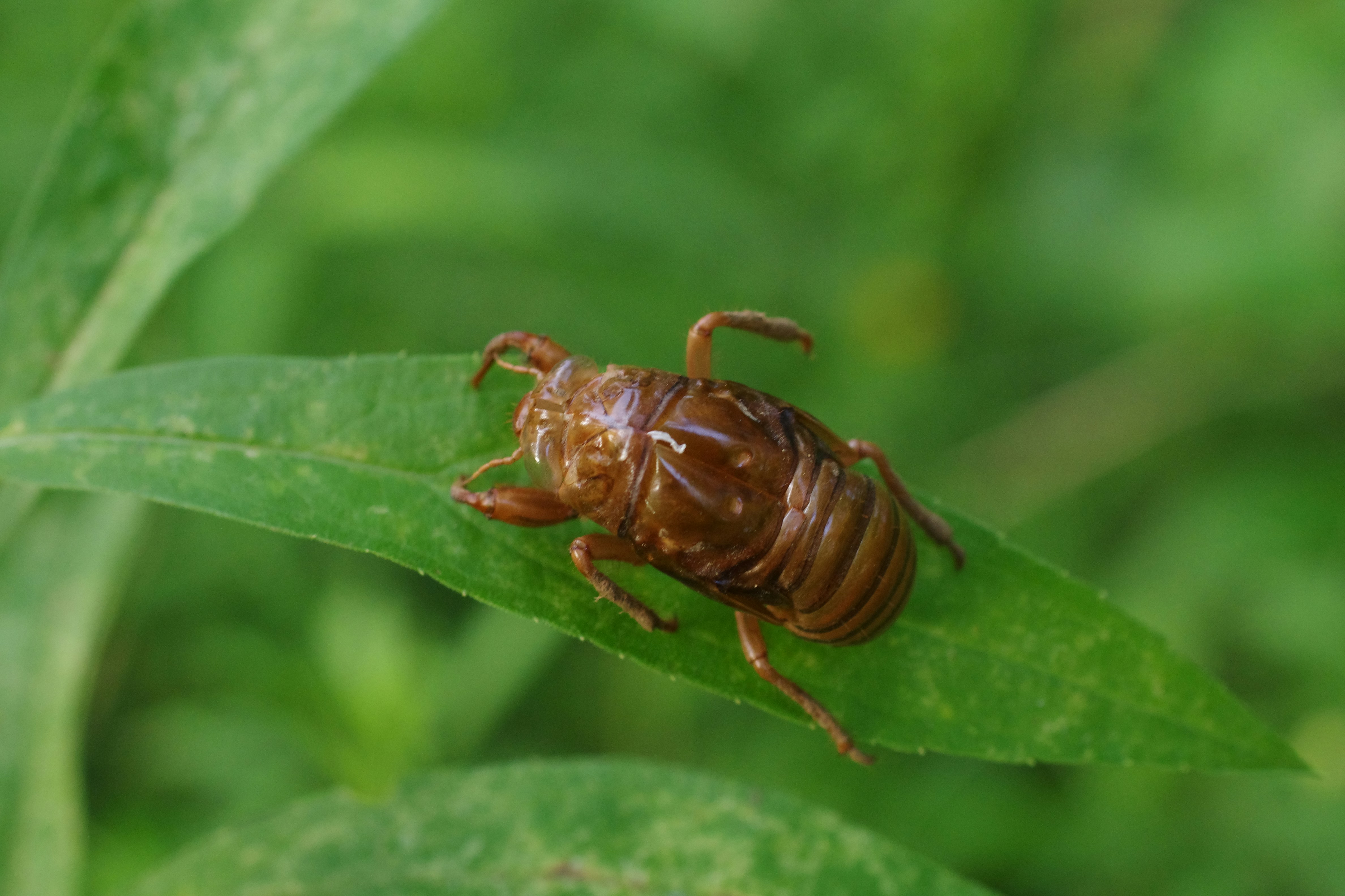 On the Edge of a Leaf: a Brown Tick in Macro Focus
