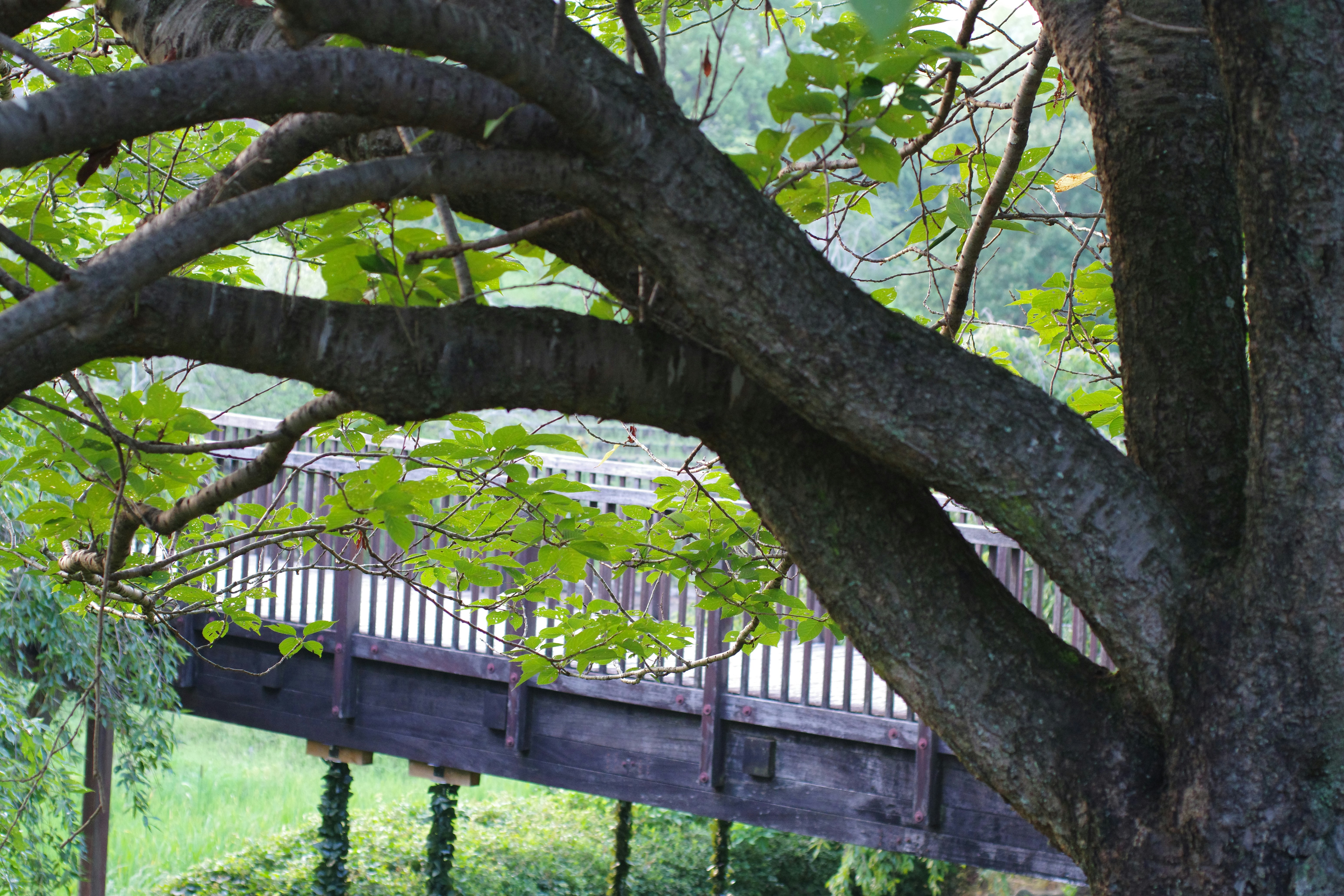 Bridge Under a Living Canopy: Quiet Geometry of Wood and Water