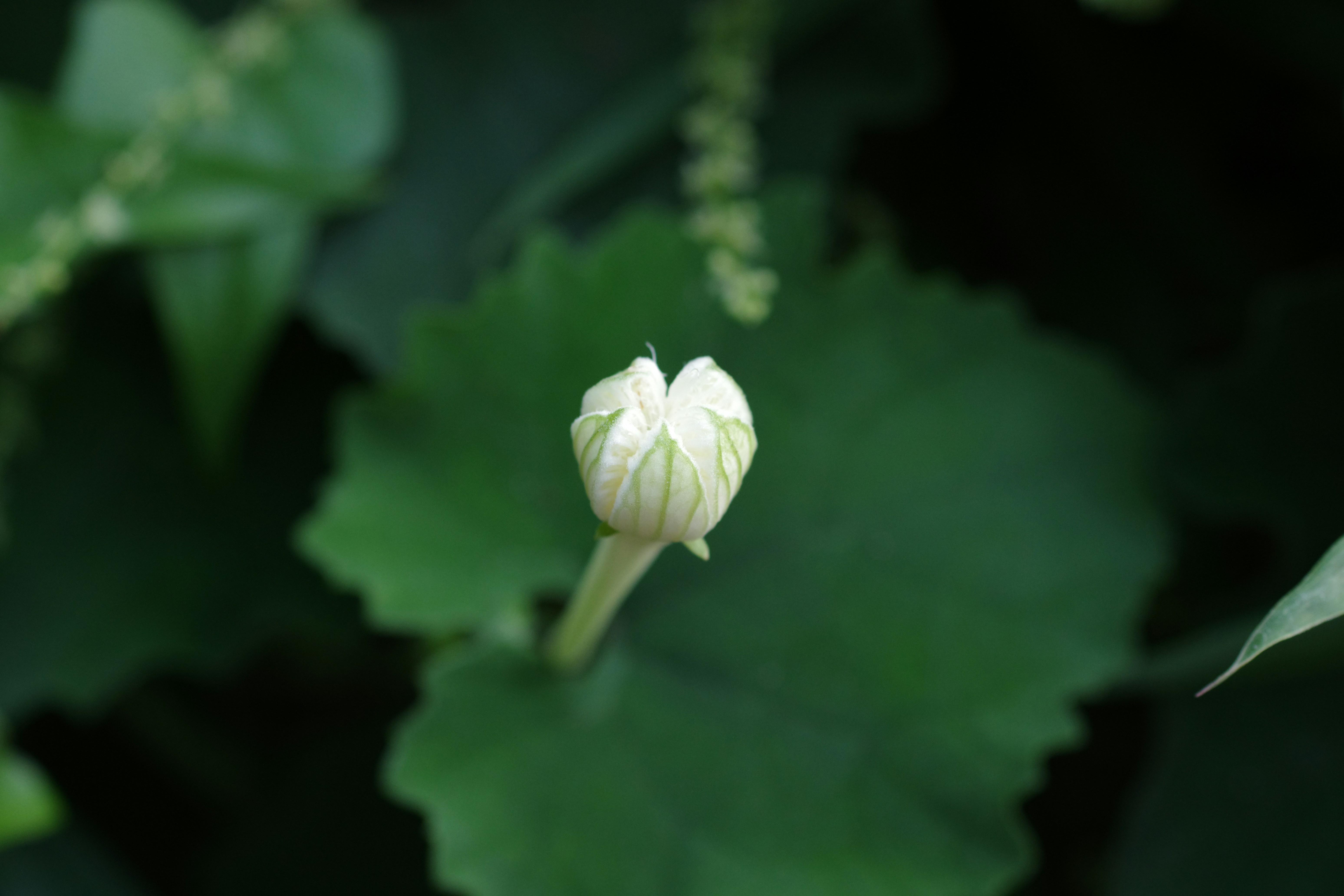 Beautiful green and flower garden、新緑と美しい花が織りなす絶景 A superb view of fresh greenery and beautiful flowers