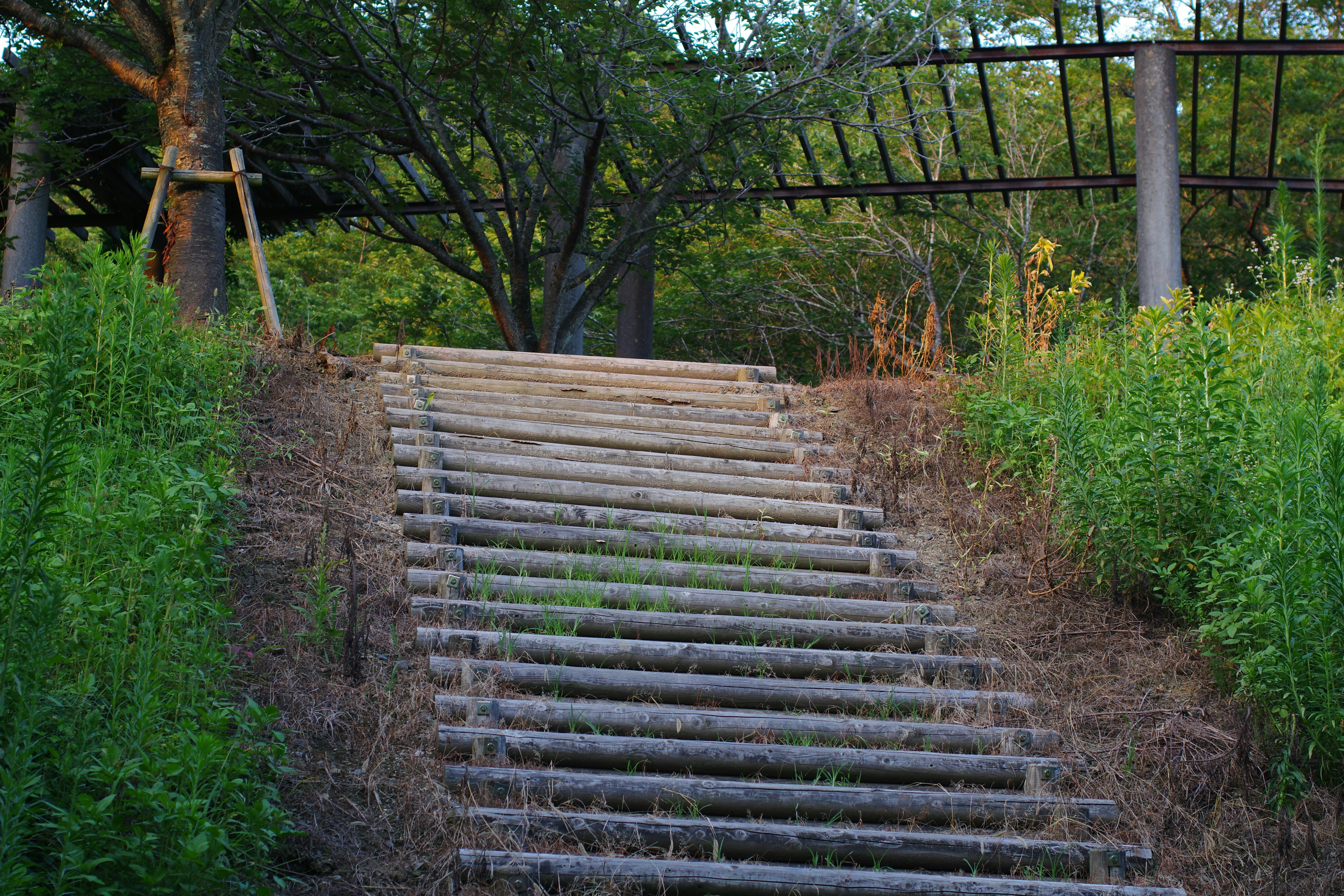 Log Steps Ascend Through a Green Corridor Toward the Pergola