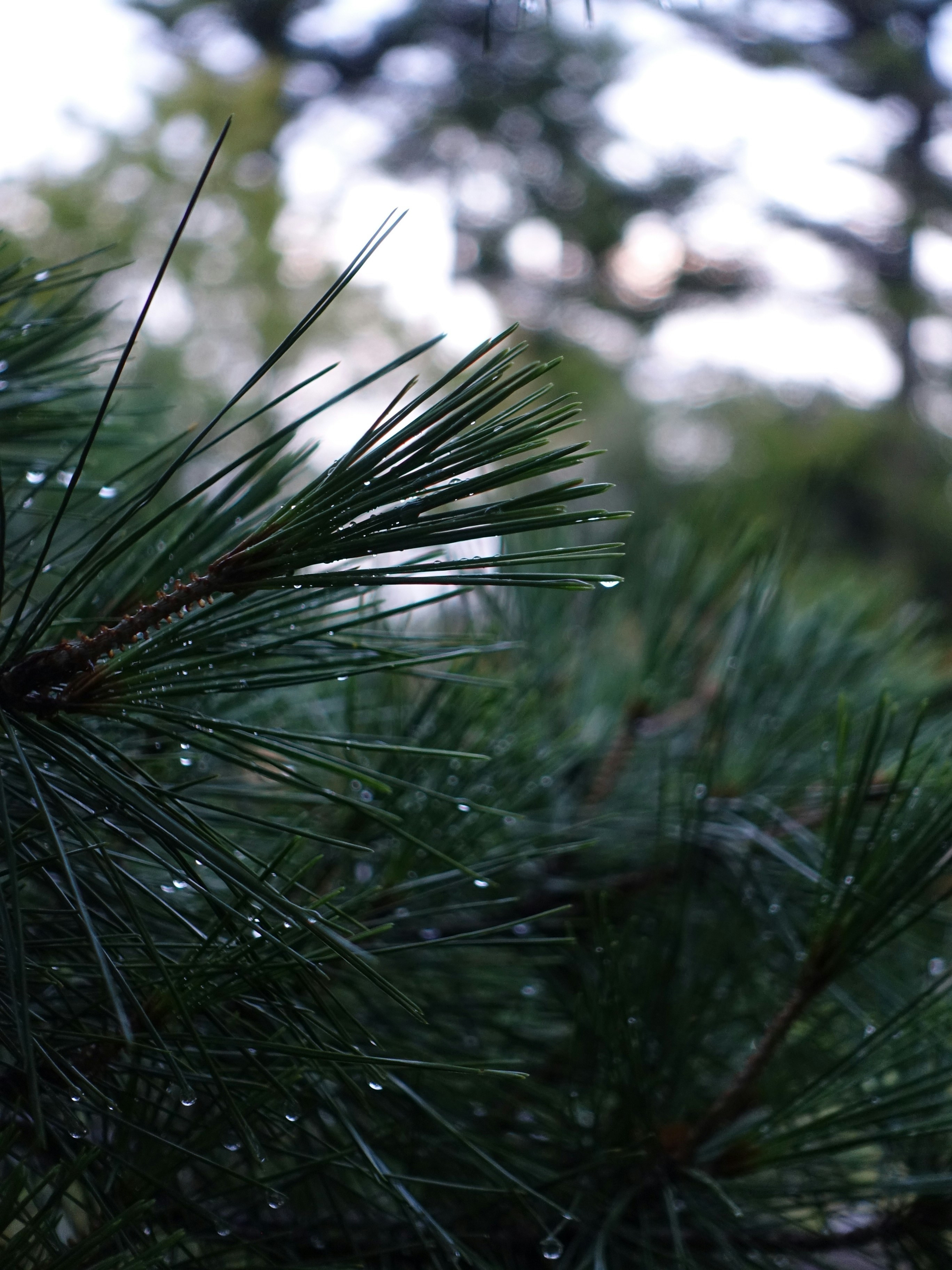 A close up of a pine tree with drops of water on it photo – Free Image ...