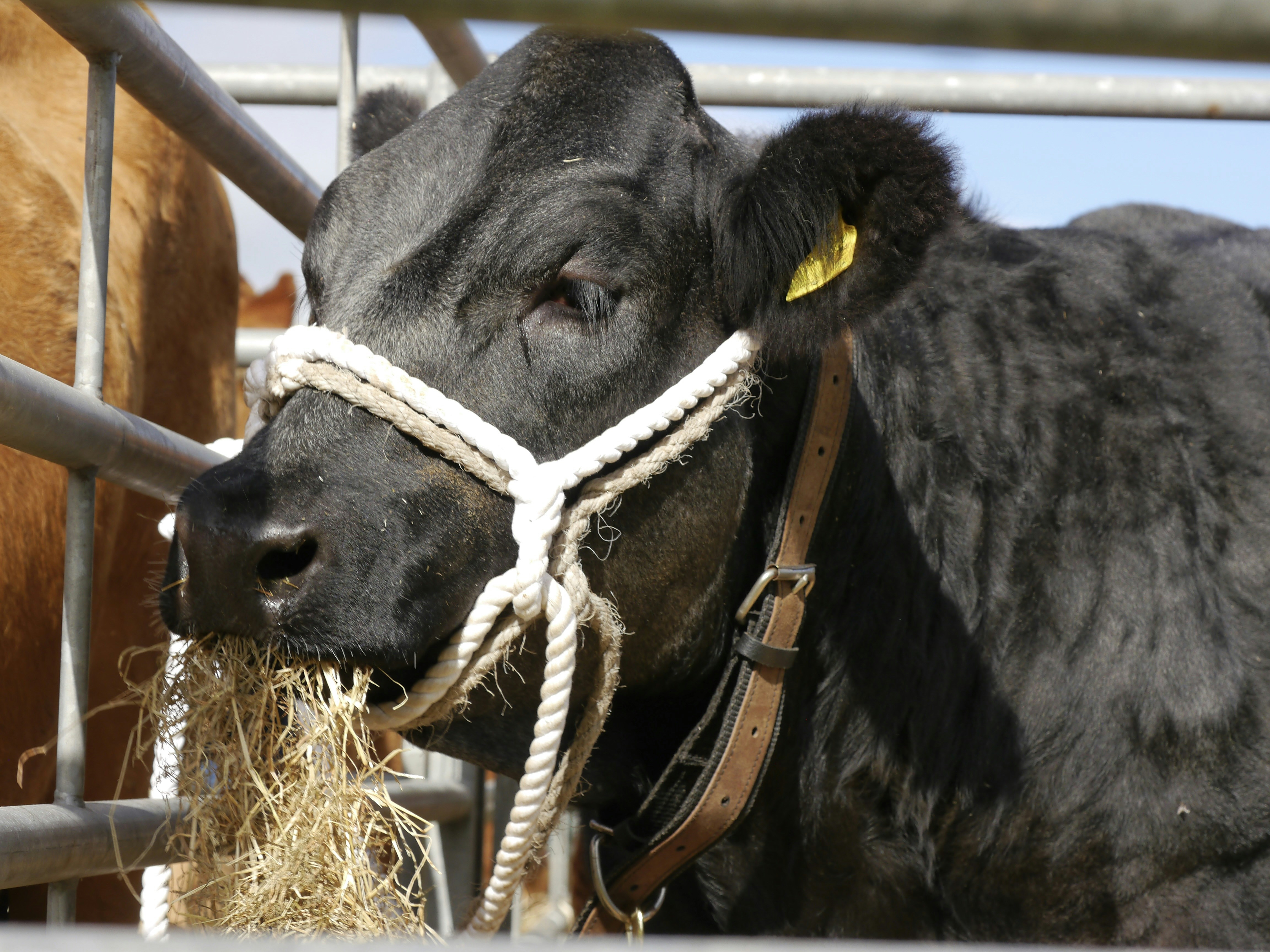 A black cow eating hay in a pen photo – Free Animal Image on Unsplash