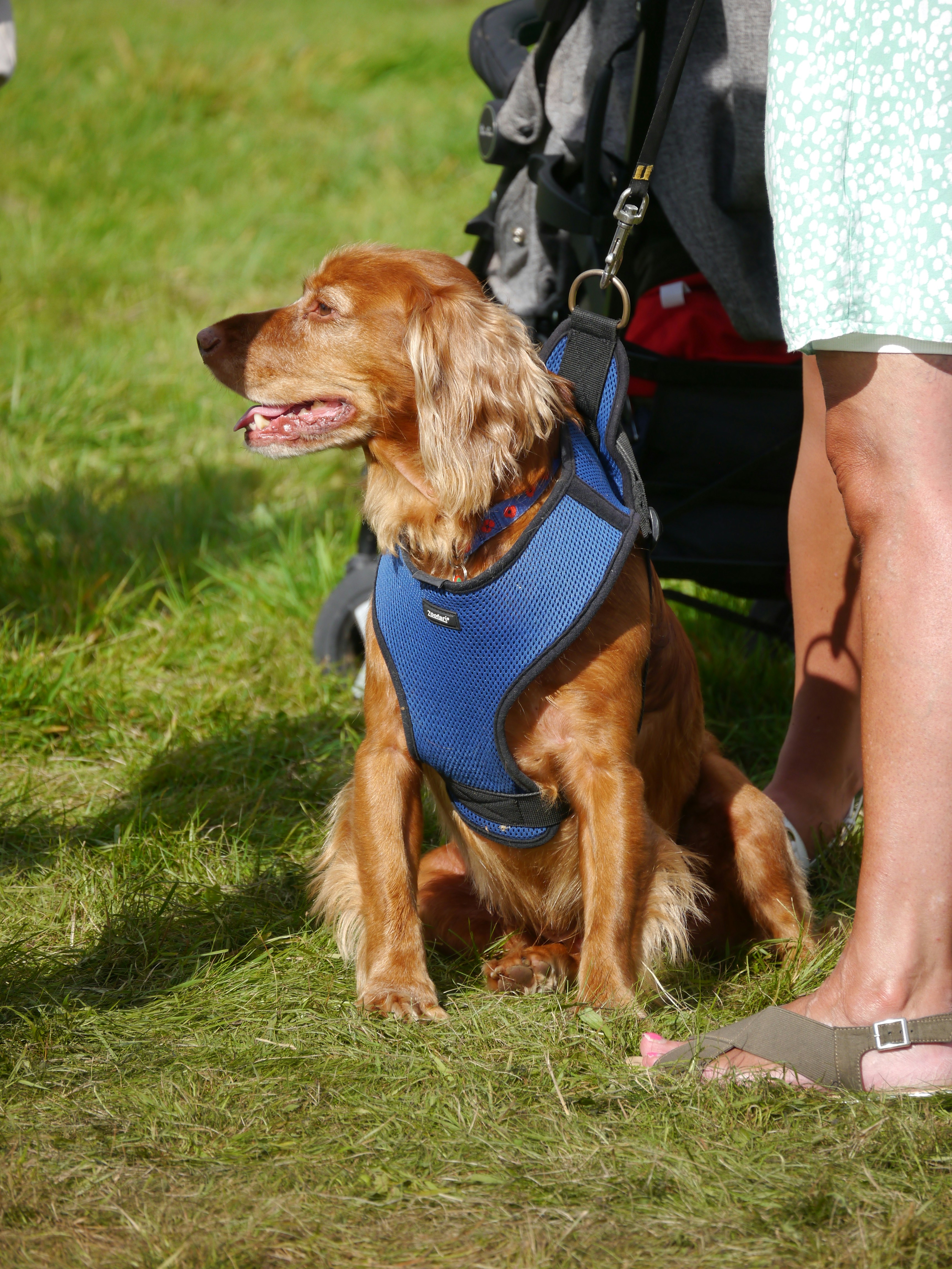 Companionship in the Park: A Moment of Joy
