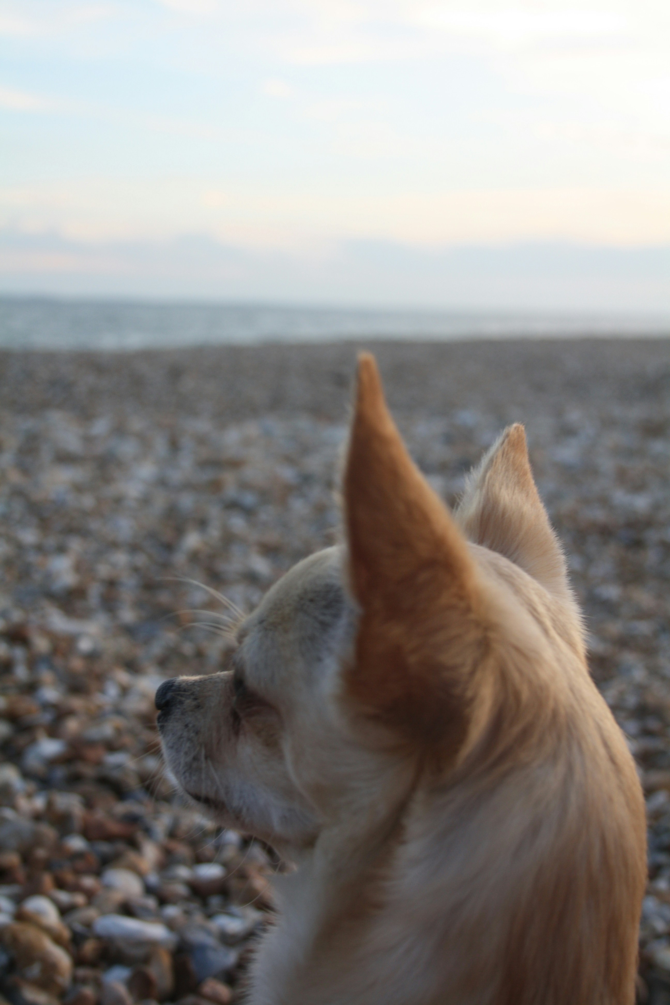 Pebble Beach Reverie: A Dog's Side Profile at Dusk