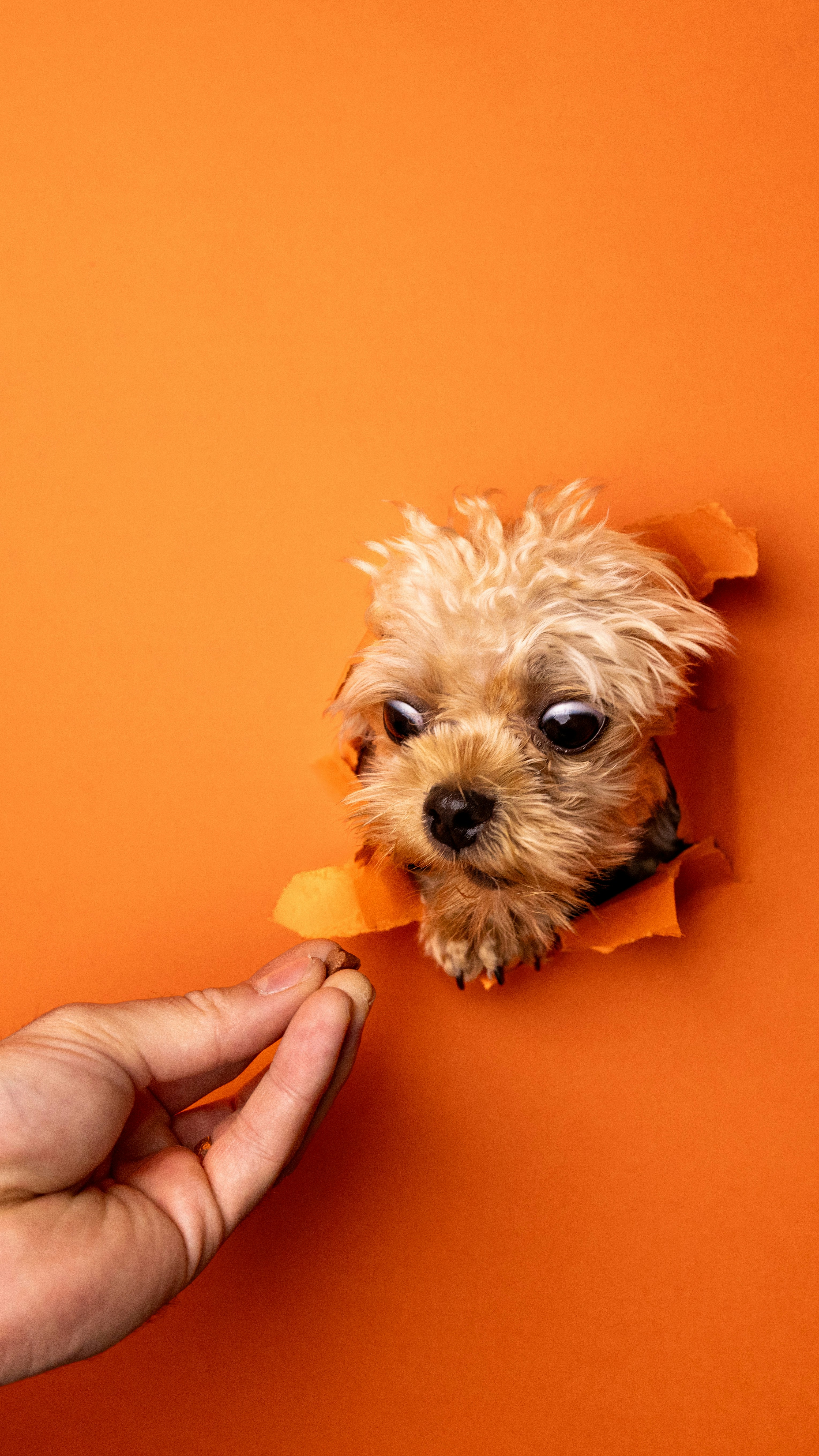 Puppy Peek: A Fluffy Face Through an Orange Tear