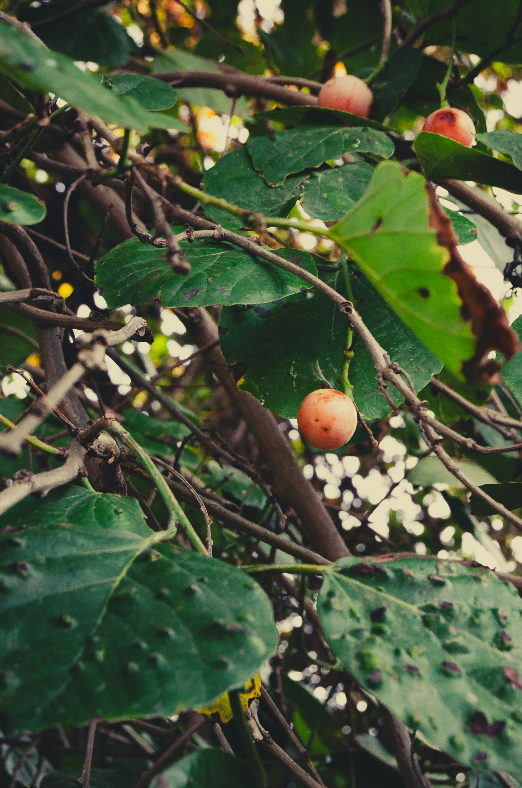 Persimmon Glow in a Tangle of Branches