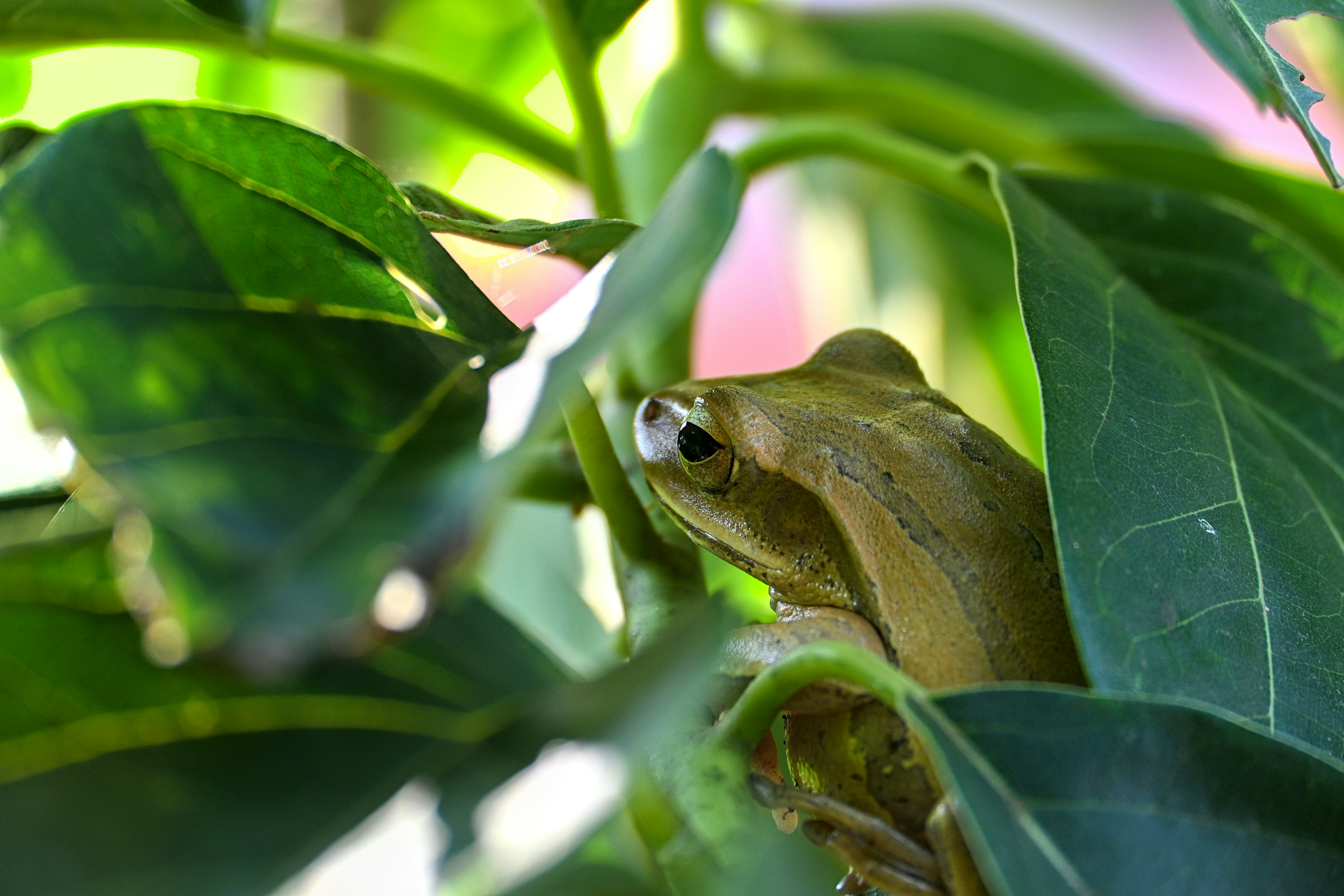 A frog sitting on top of a leaf covered tree photo – Free Afternoon ...