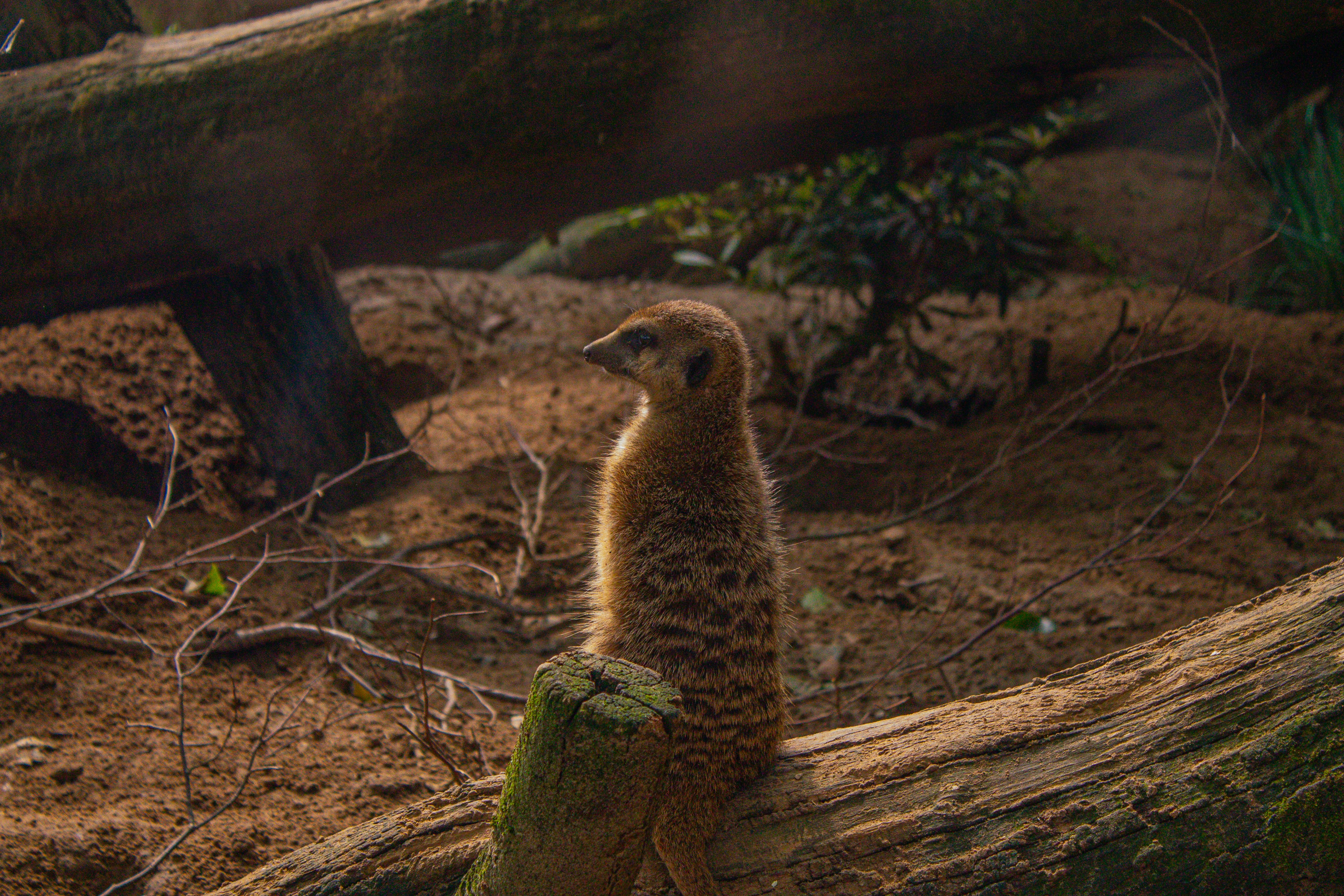 Curious meerkat-like animal peering from a sunlit log hollow