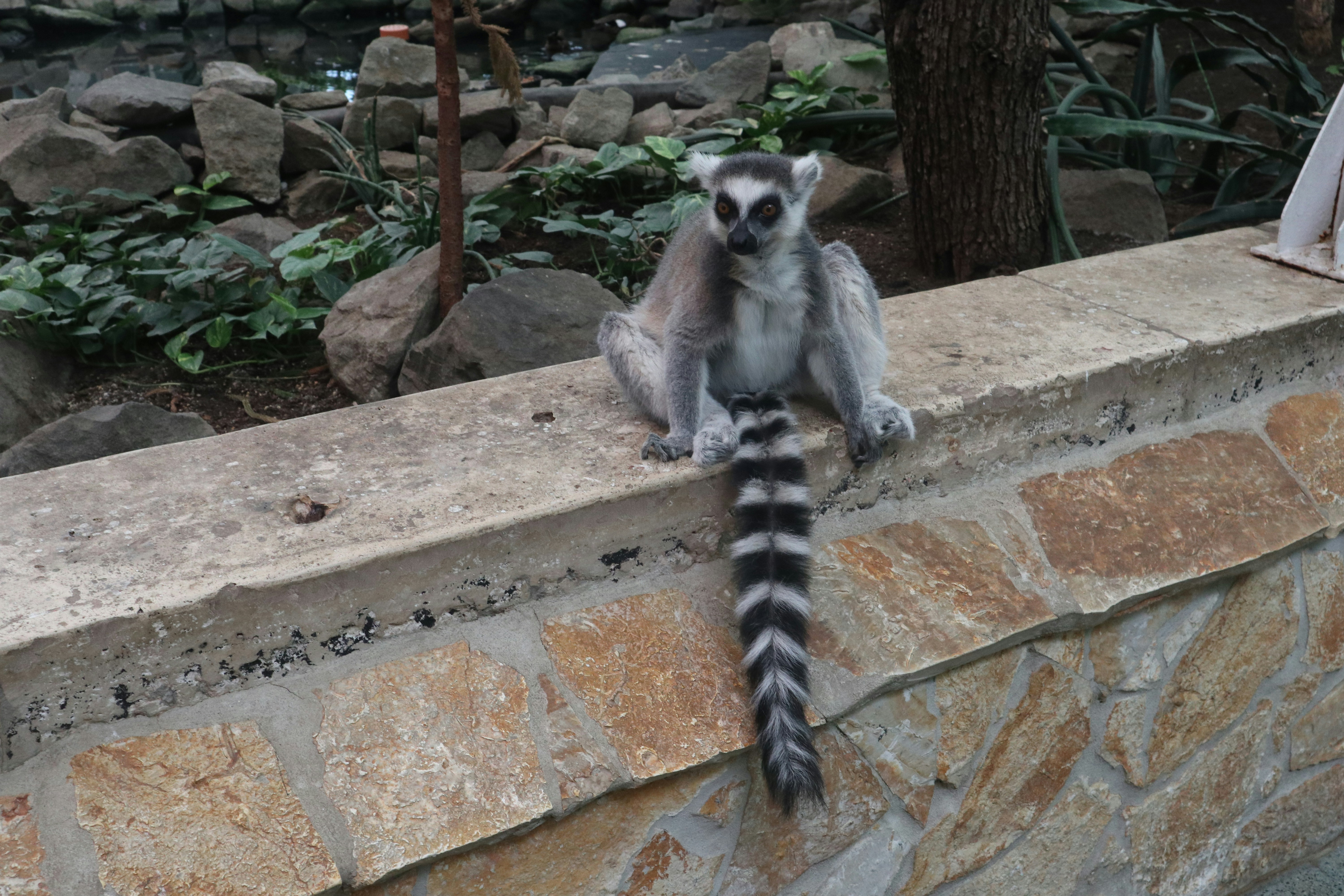 Watchful Ring-Tailed Lemur Perched Along a Stone Wall