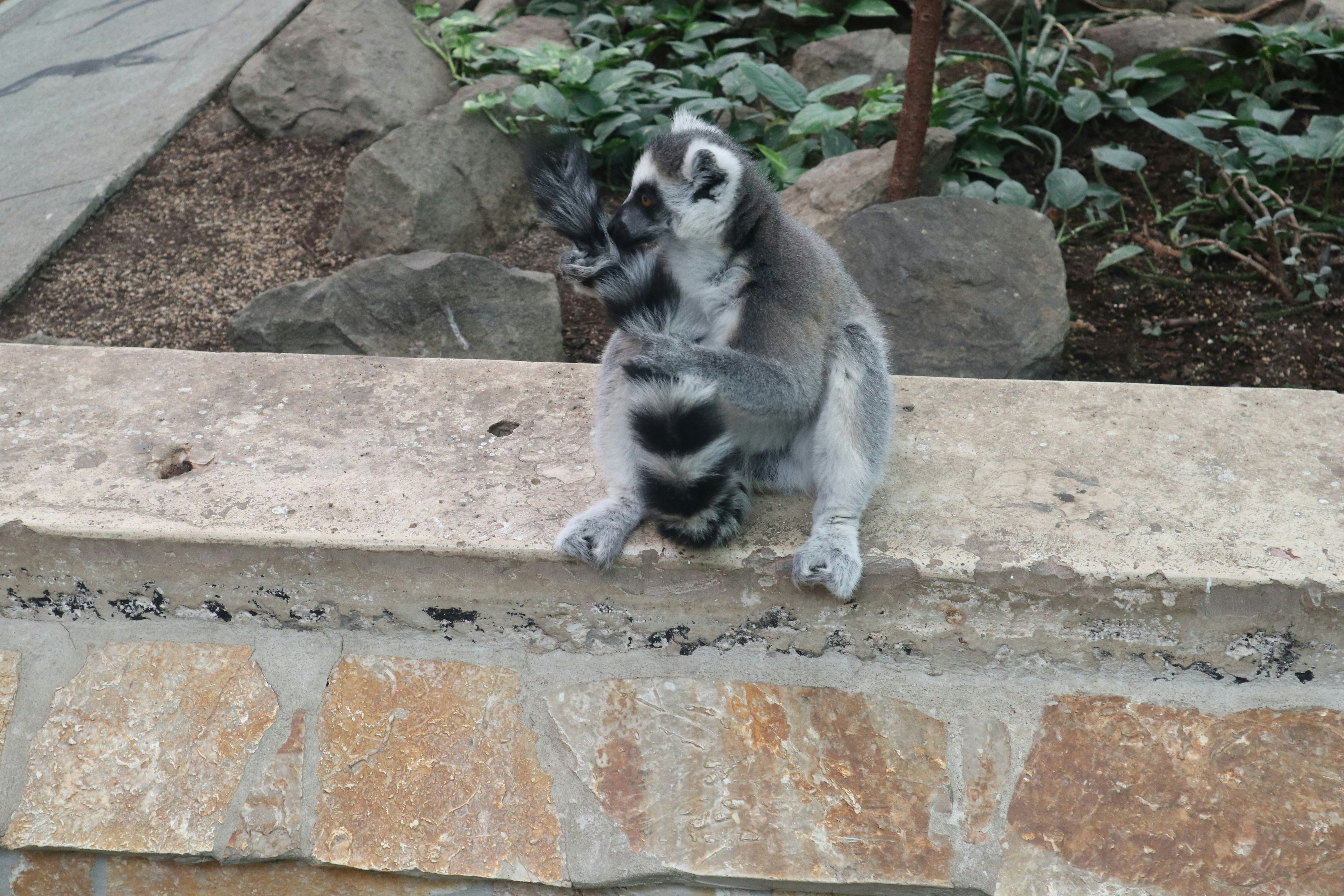 Curious Lemur Perched on a Stone Ledge, Gazing into the Garden
